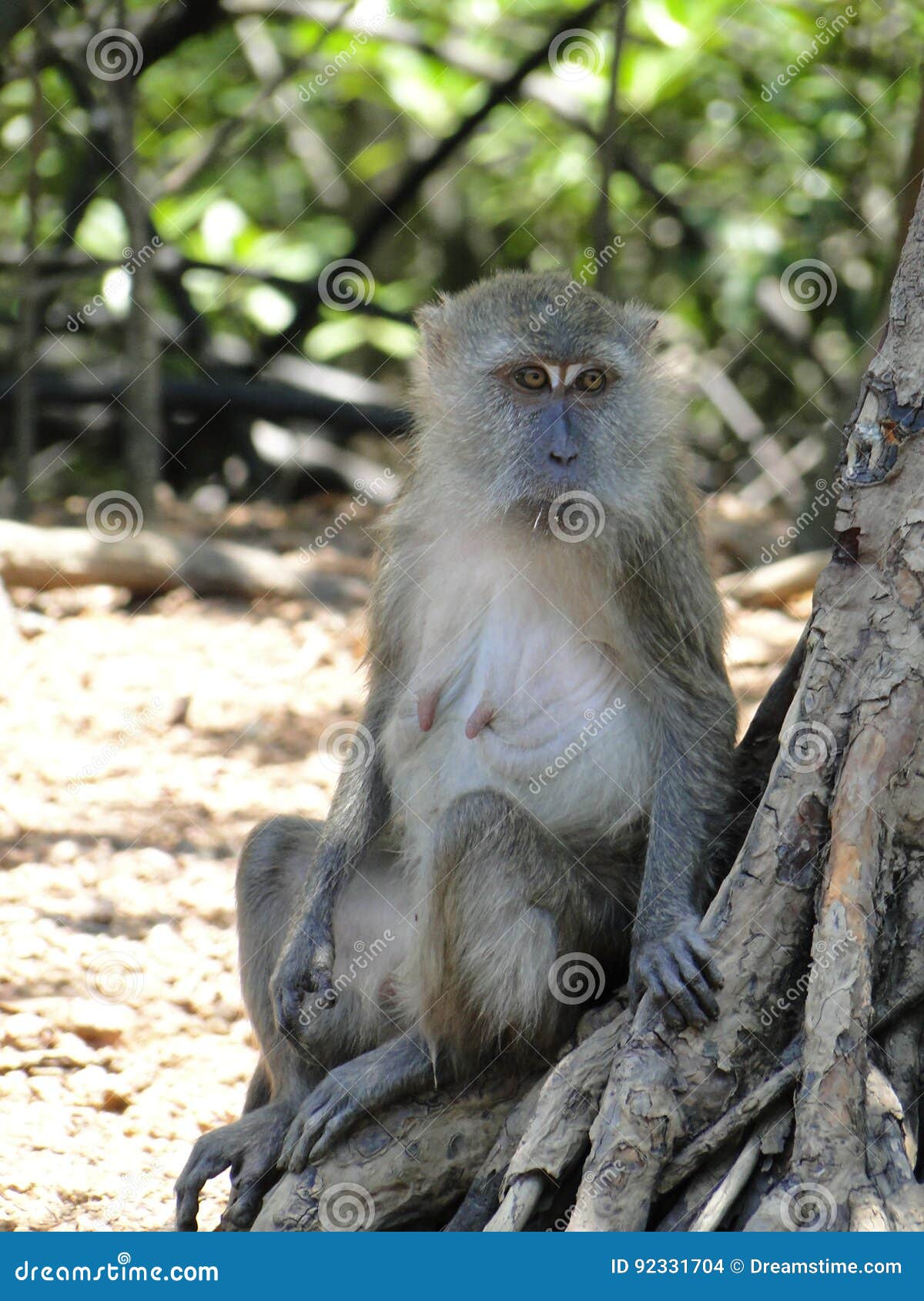Monkey in Deep Thought stock photo. Image of deep, curious - 92331704