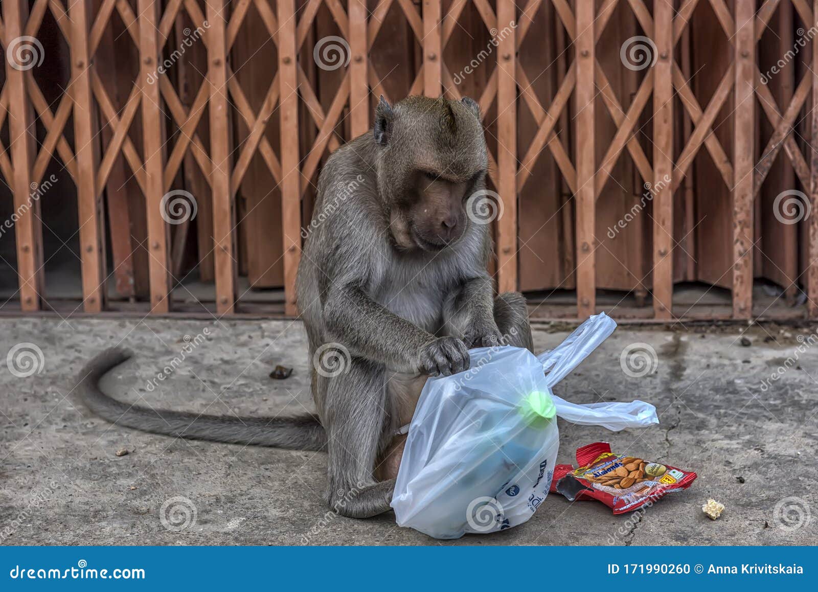 Monkey Digging in a Bag of Garbage Editorial Image - Image of local ...