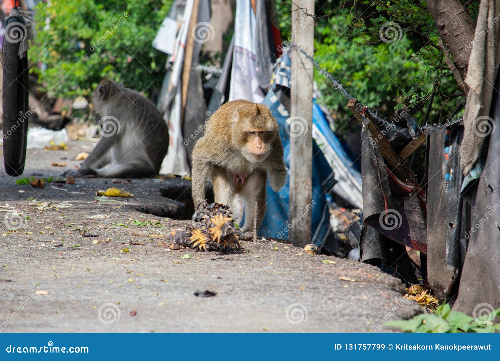Monkey Disabilities Have One Arm Walking. Have Bananas on the Floor ...