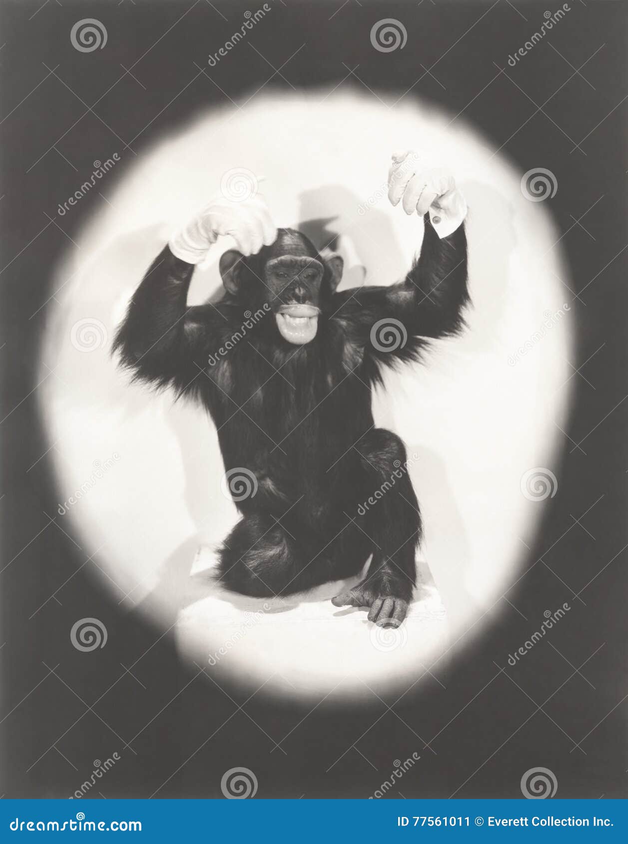 Monkey Doing an Al Jolson Imitation Editorial Photo - Image of hunting ...
