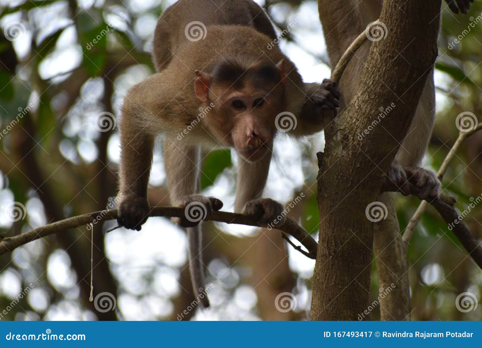 Monkeys In Zoo Doing Their Personal Hygiene Stock Photography ...
