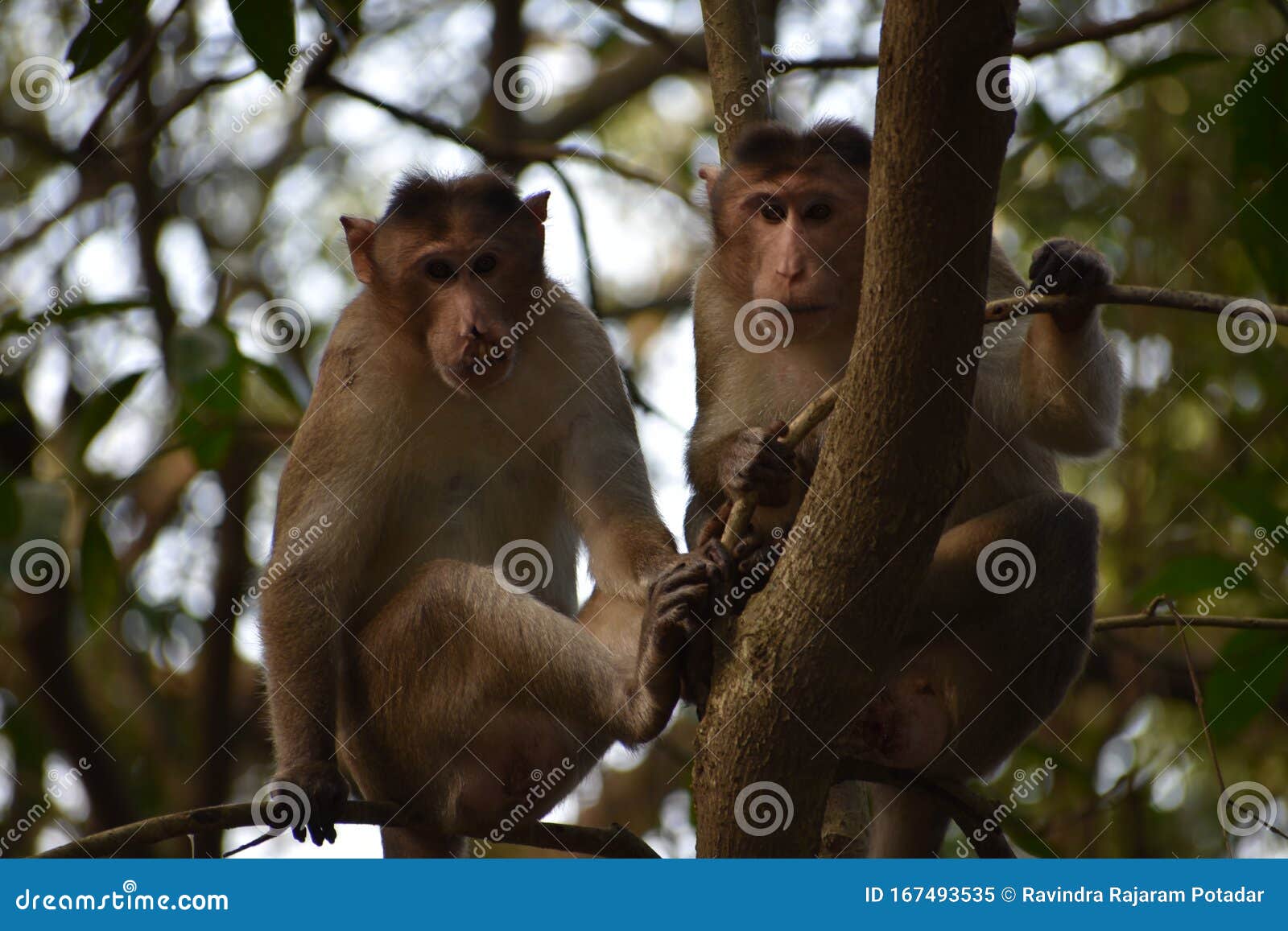 Monkeys In Zoo Doing Their Personal Hygiene Stock Photography ...