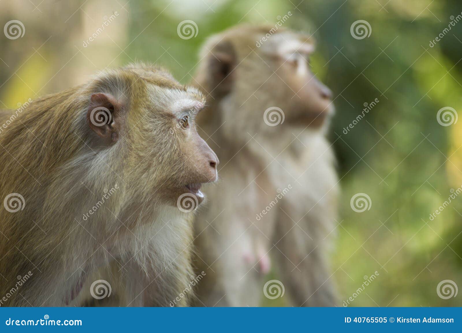Monkey double stock image. Image of eyes, primate, furry - 40765505