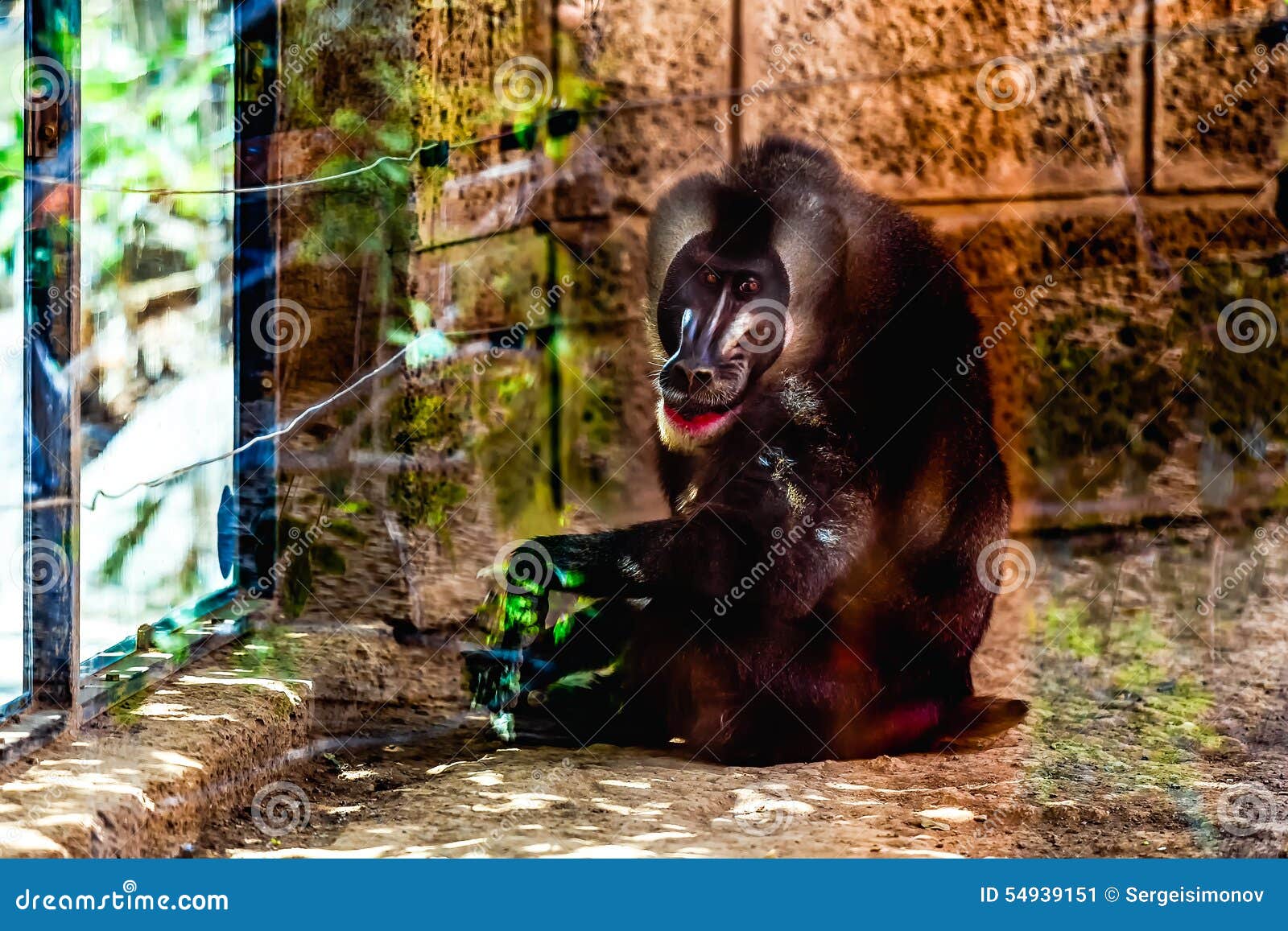 Monkey dril in zoo cell stock image. Image of monkeyish - 54939151