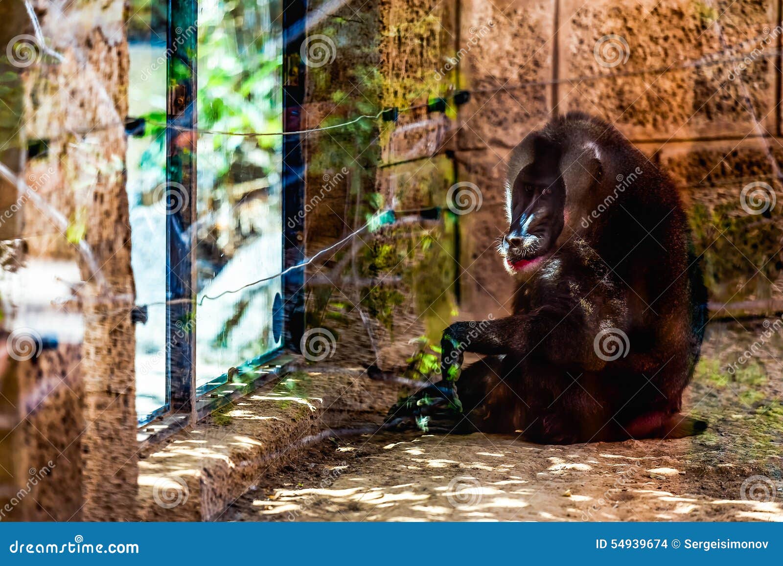 Monkey dril in zoo cell stock photo. Image of life, nature - 54939674