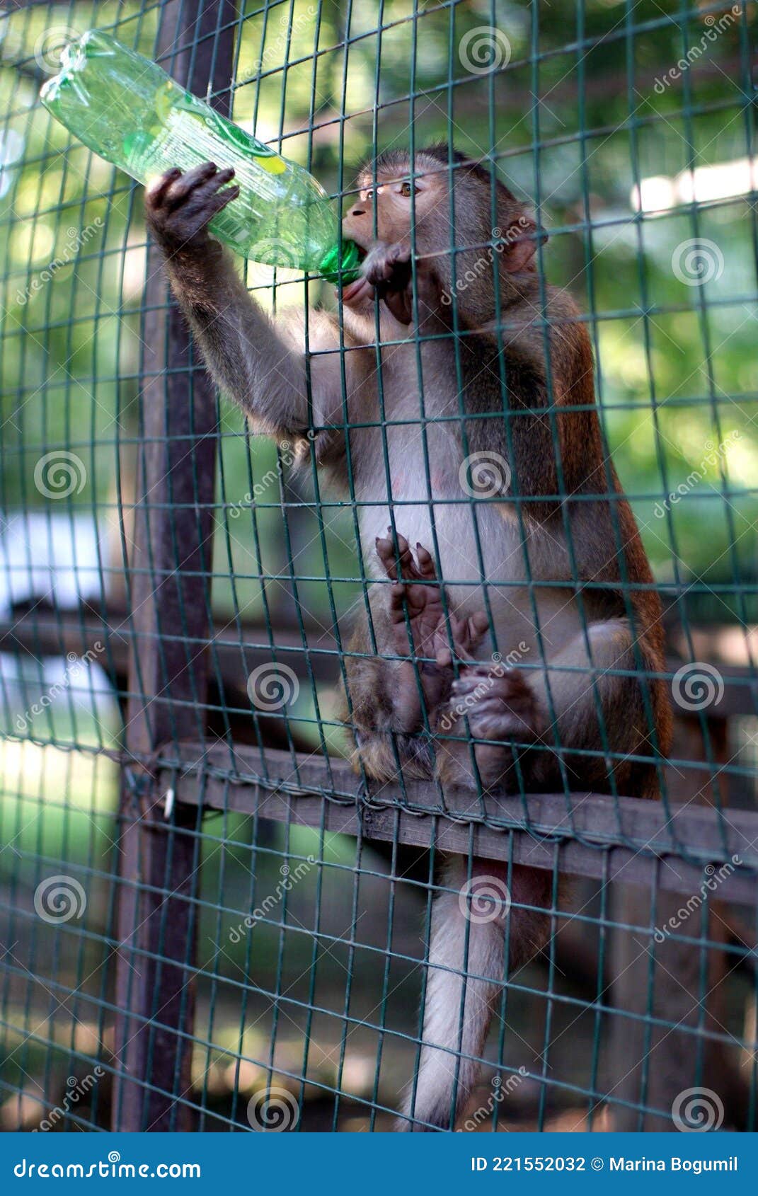 Monkey drink soda stock photo. Image of wildlife, carnivore - 221552032