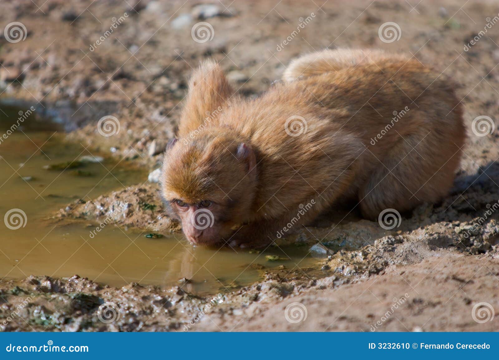 Monkey drinking stock photo. Image of drink, drinking - 3232610