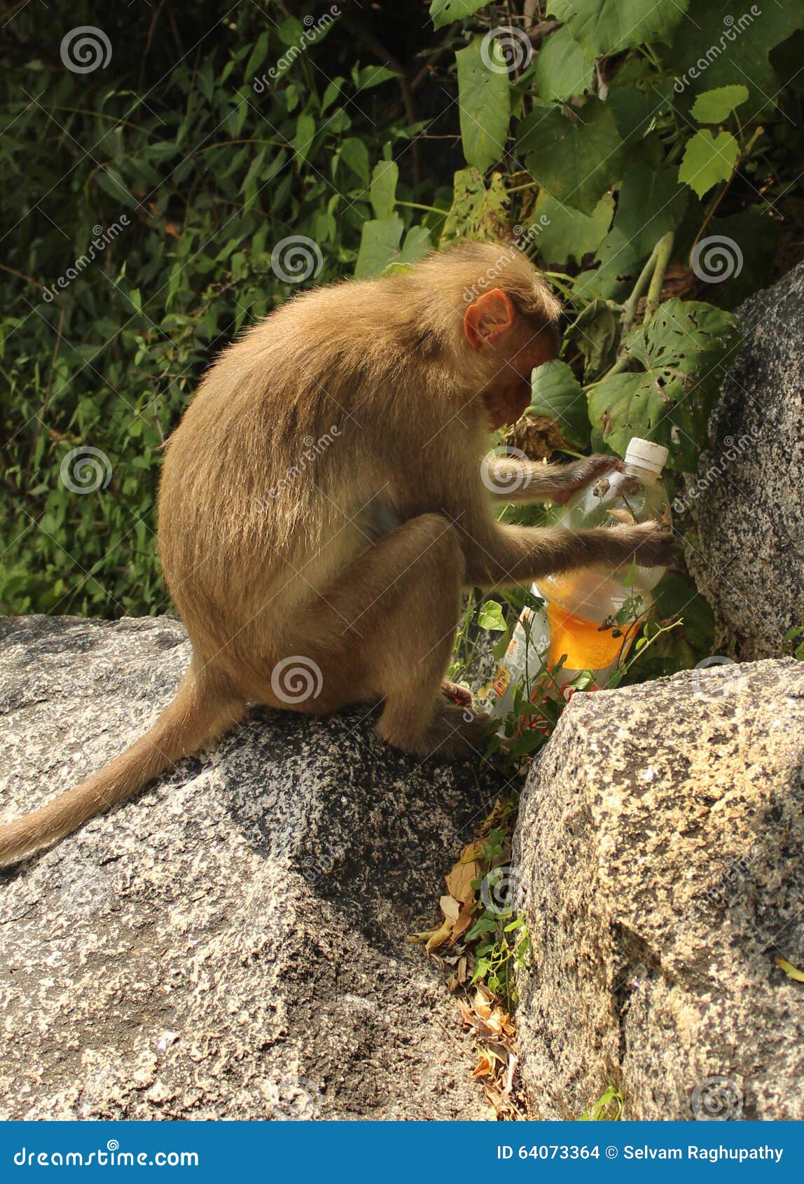 Monkey Drinking Aerated Soft Drink Stock Photo - Image of fresh, food ...