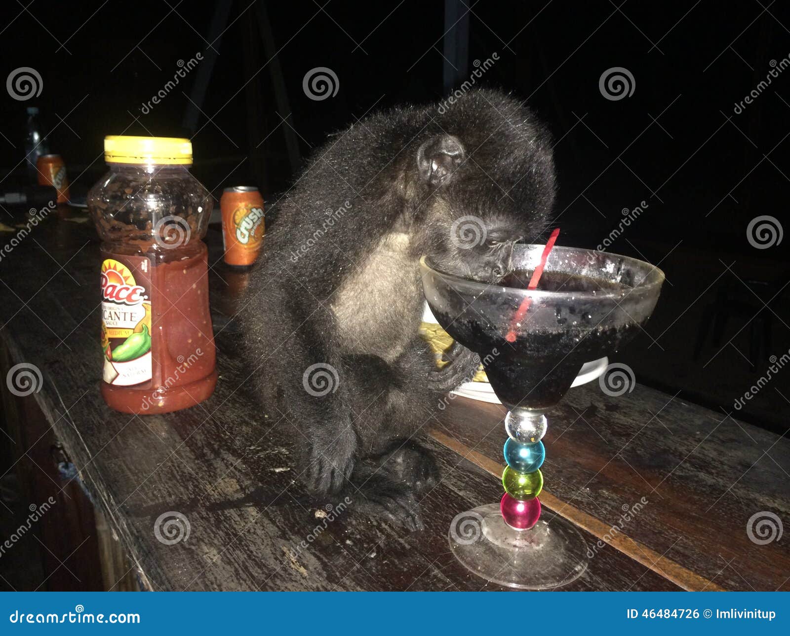 Monkey drinking editorial photo. Image of drinking, funny - 46484726