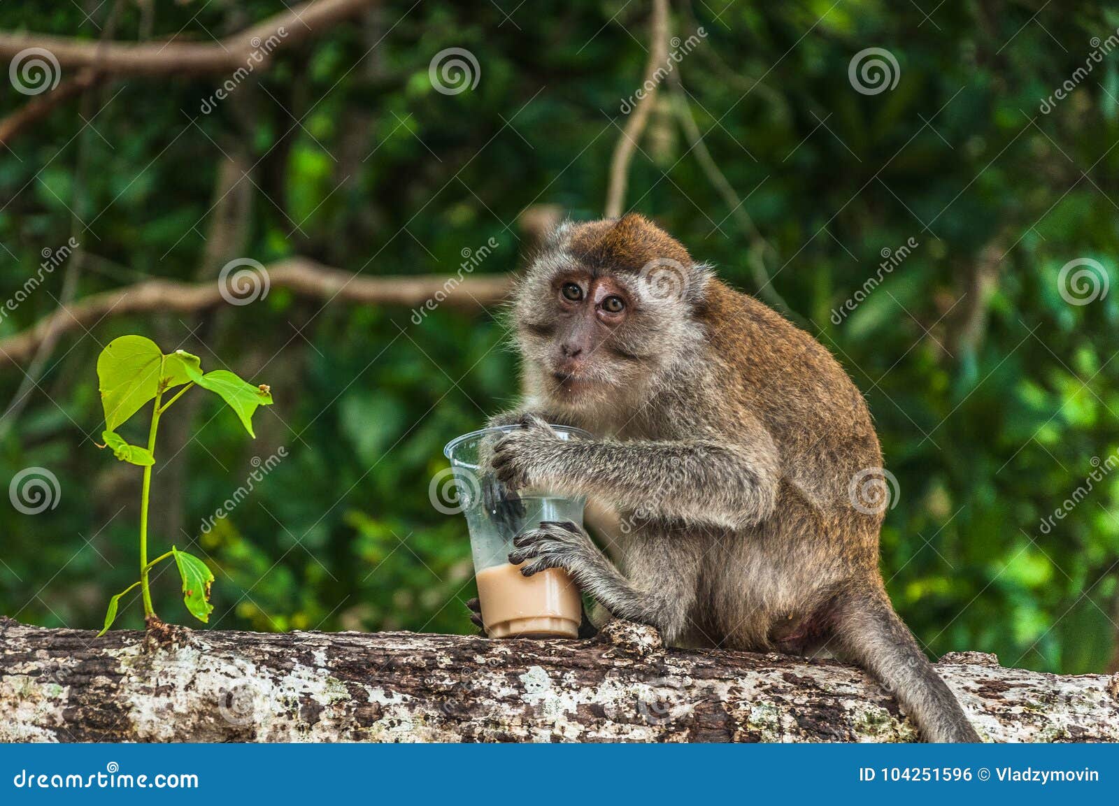 Small Thai Monkey Drinking Coffee on the Tree Stock Photo - Image of ...