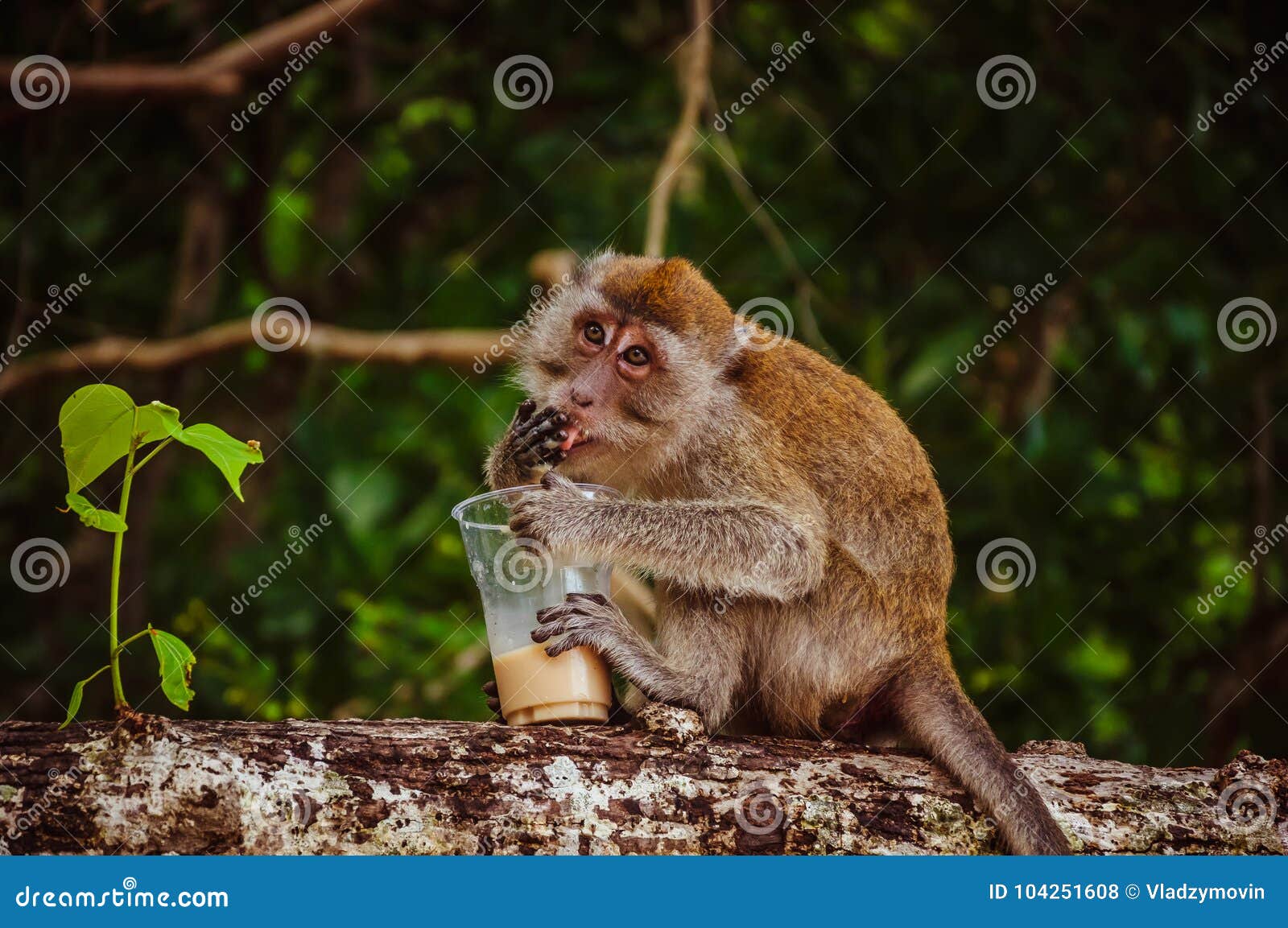 Small Thai Monkey Drinking Coffee on the Tree Stock Photo - Image of ...