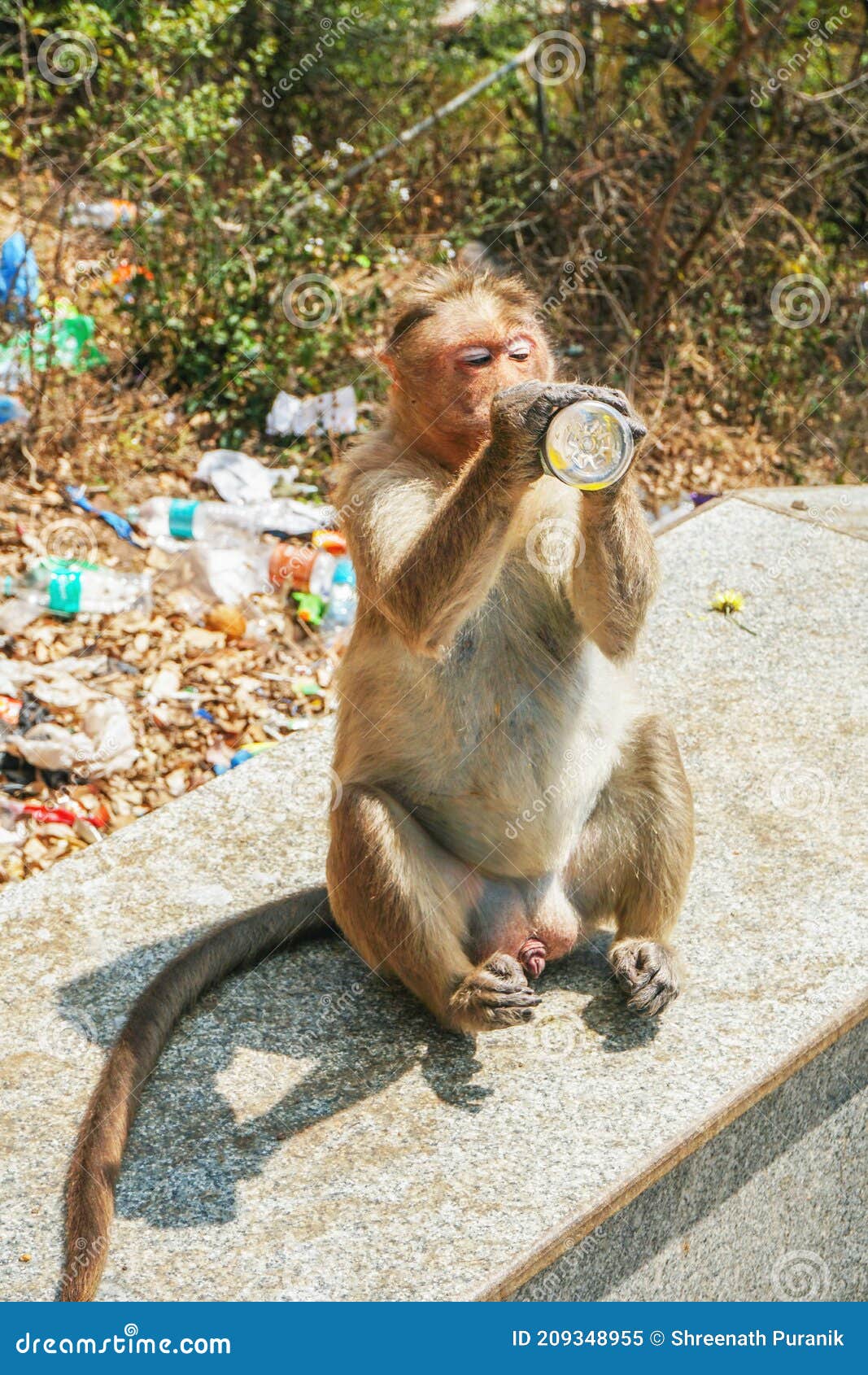 Monkey Drinking Cool Drinks from Plastic Bottle Stock Image - Image of ...