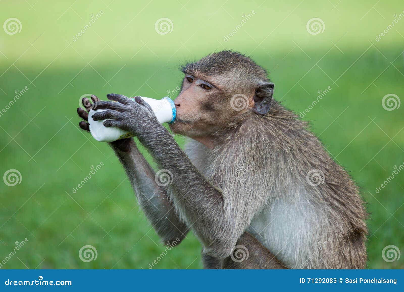 Monkey Drinking Milk in the Park Stock Image - Image of monkey ...