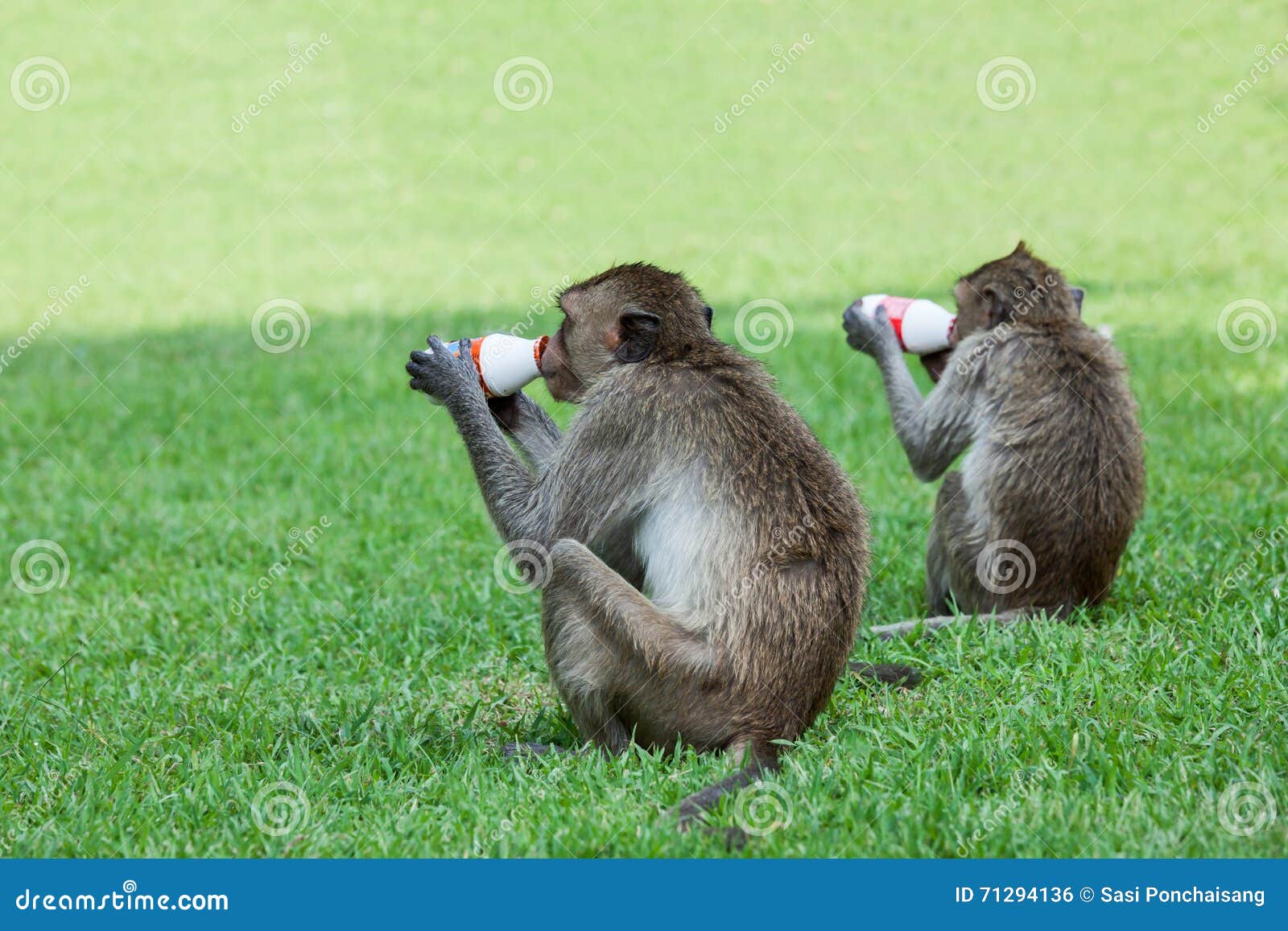 Monkey Drinking Milk in the Park Stock Photo - Image of hungry, monkey ...