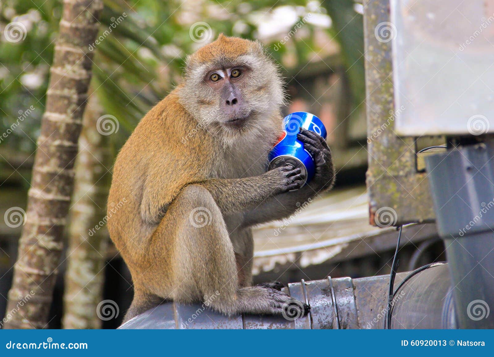 Monkey Drinking Pepsi Cola Drink Editorial Stock Photo - Image of ...