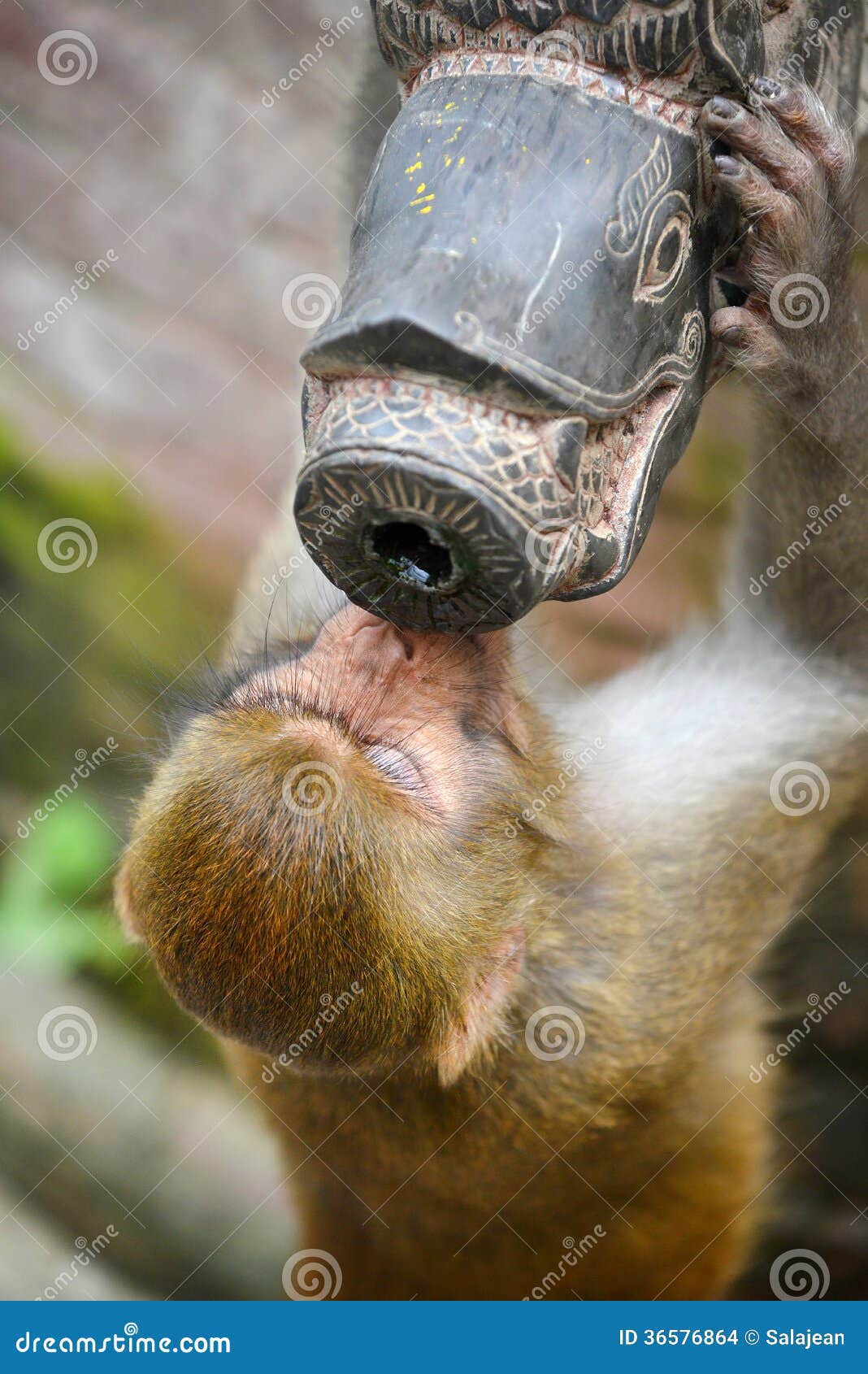 A Monkey Drinking from a Public Fountain Stock Photo - Image of primate ...