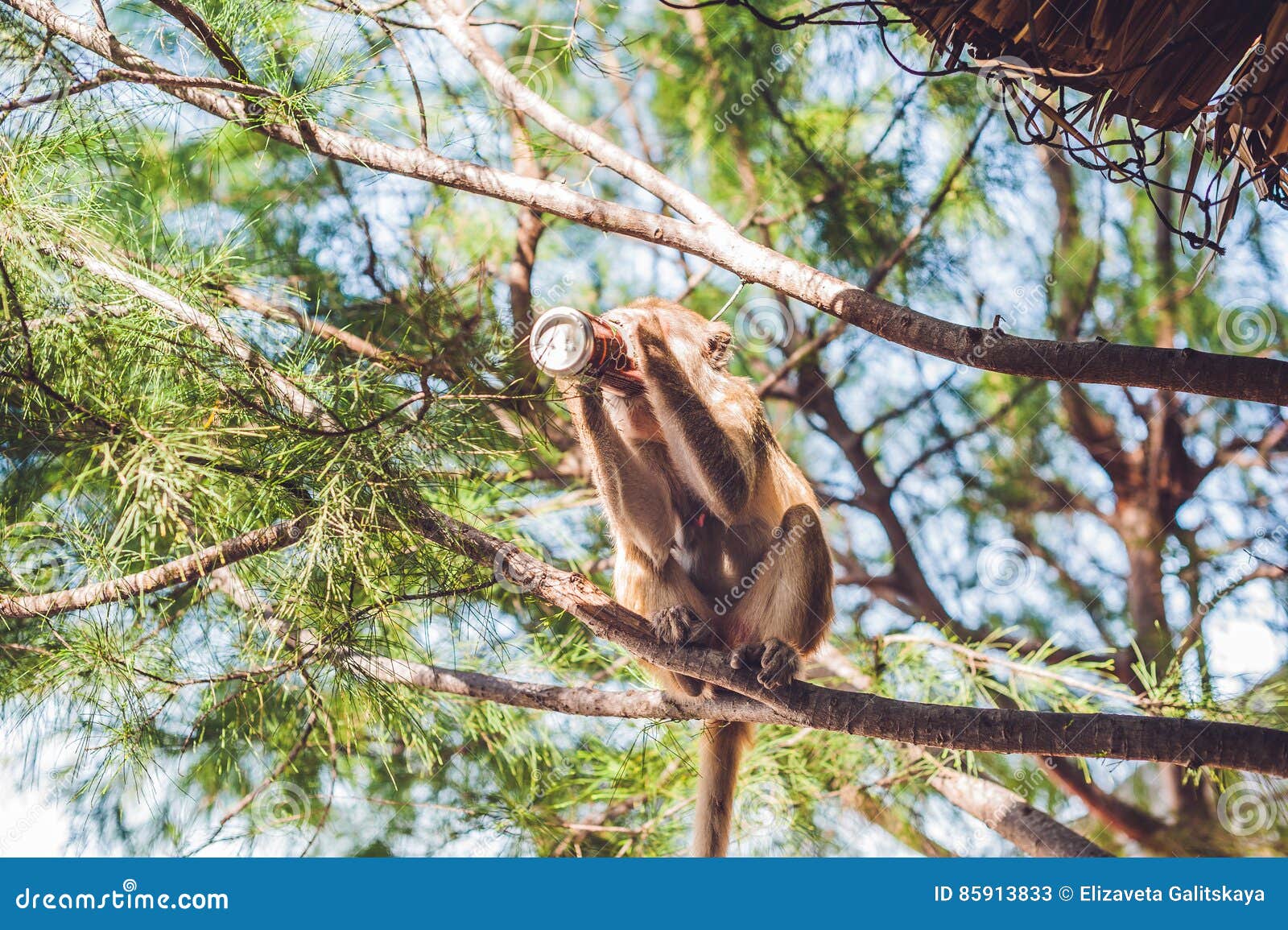 Monkey Drinking Soda on a Tree Branch Stock Image - Image of jungle ...