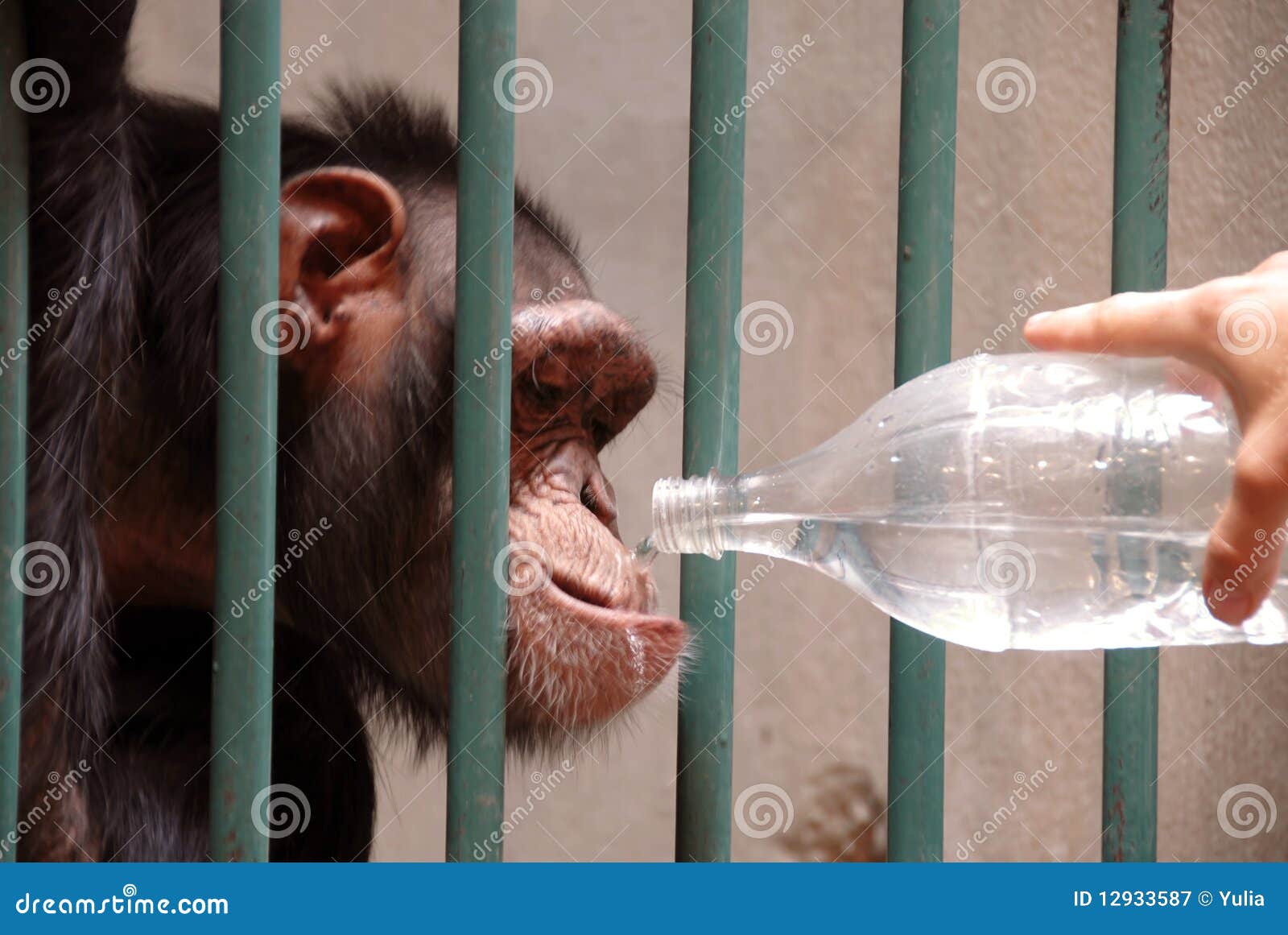 Monkey drinking water stock image. Image of indoor, friendship - 12933587