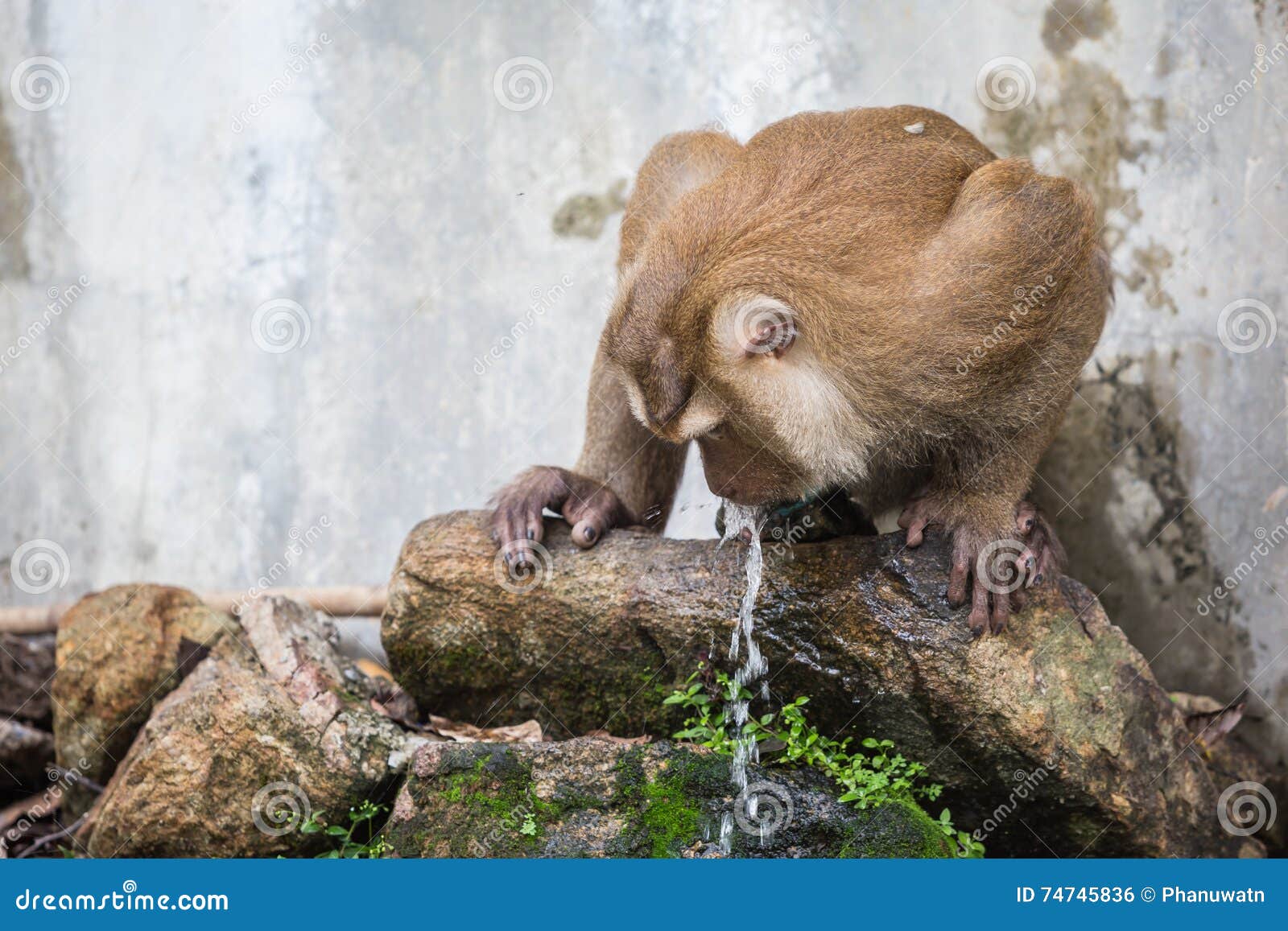 Monkey Drinking Water from Blue Pipe Stock Photo - Image of nature ...