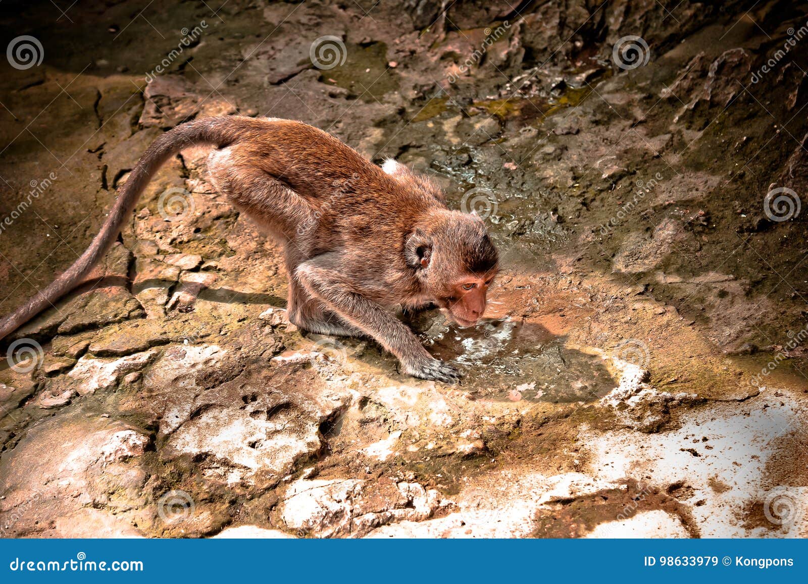 Monkey drinking water stock image. Image of vacation - 98633979