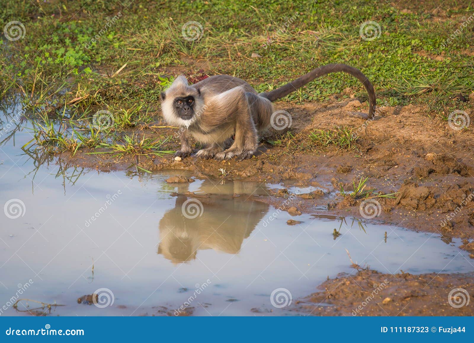 Monkey drinking water stock image. Image of parenthood - 111187323