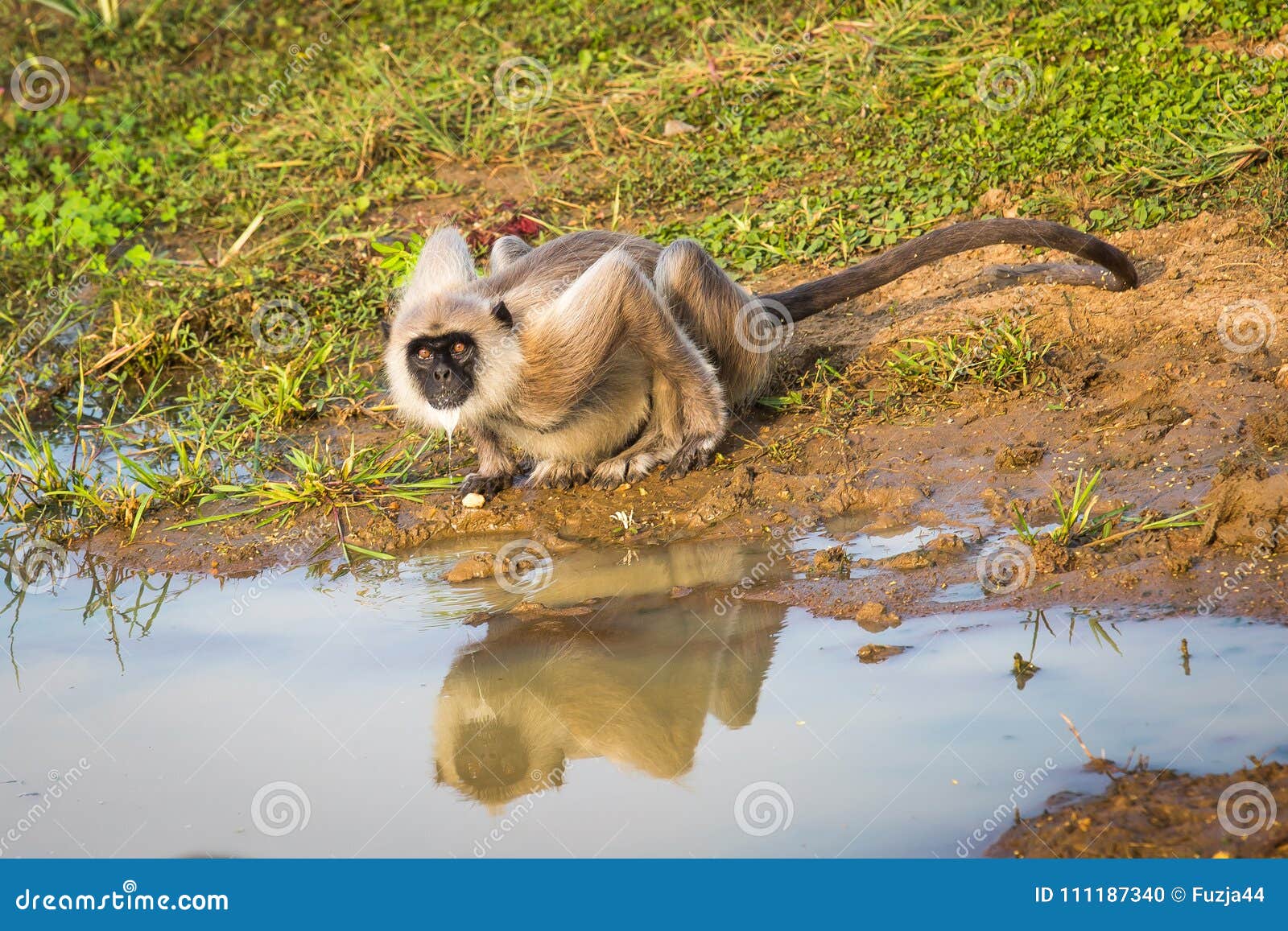 Monkey drinking water stock photo. Image of games, animals - 111187340