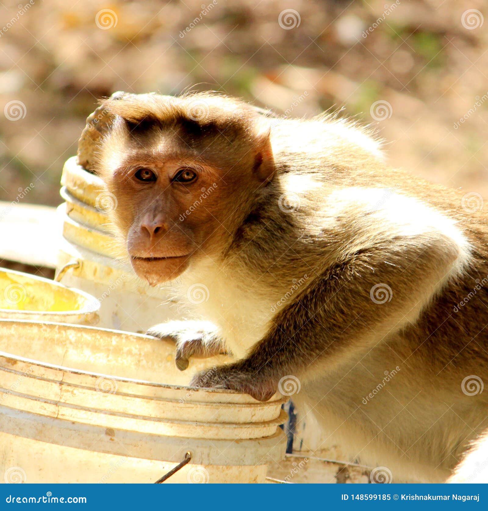 Monkey Drinking Water Stock Images - Download 1,219 Royalty Free Photos
