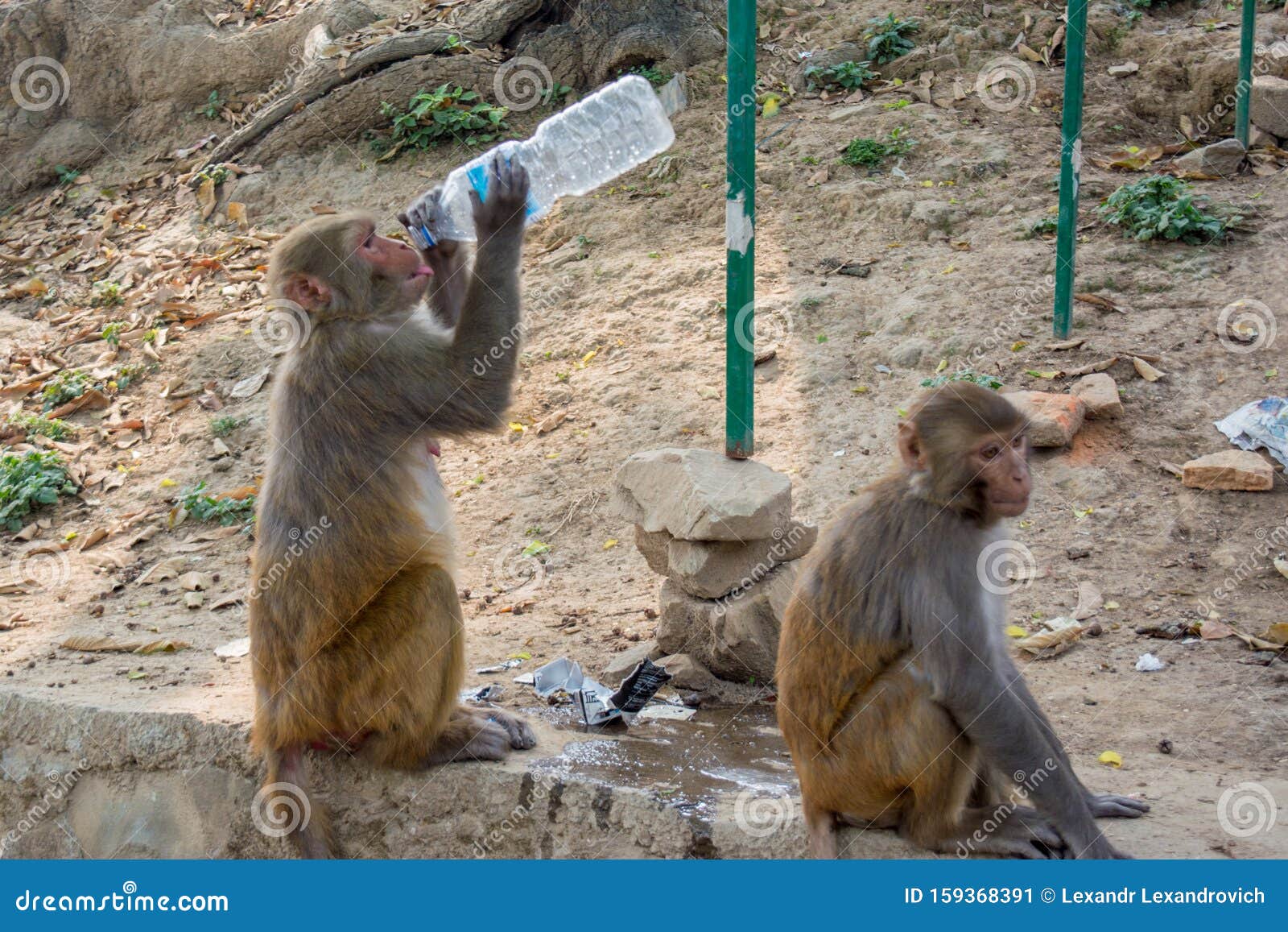 Monkey Drinking Water from the Plastic Bottle Stock Image - Image of ...