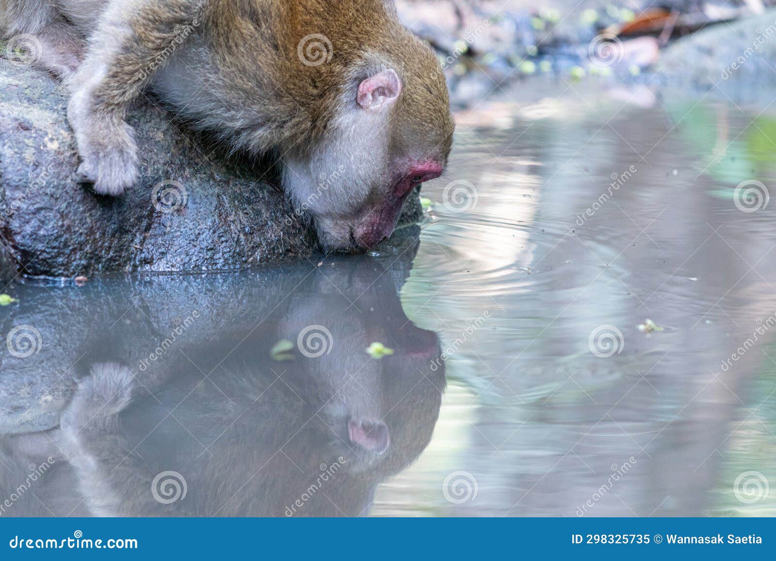 Monkey Drinking Water in Public Park, Thailand. (macaca Fascicularis ...