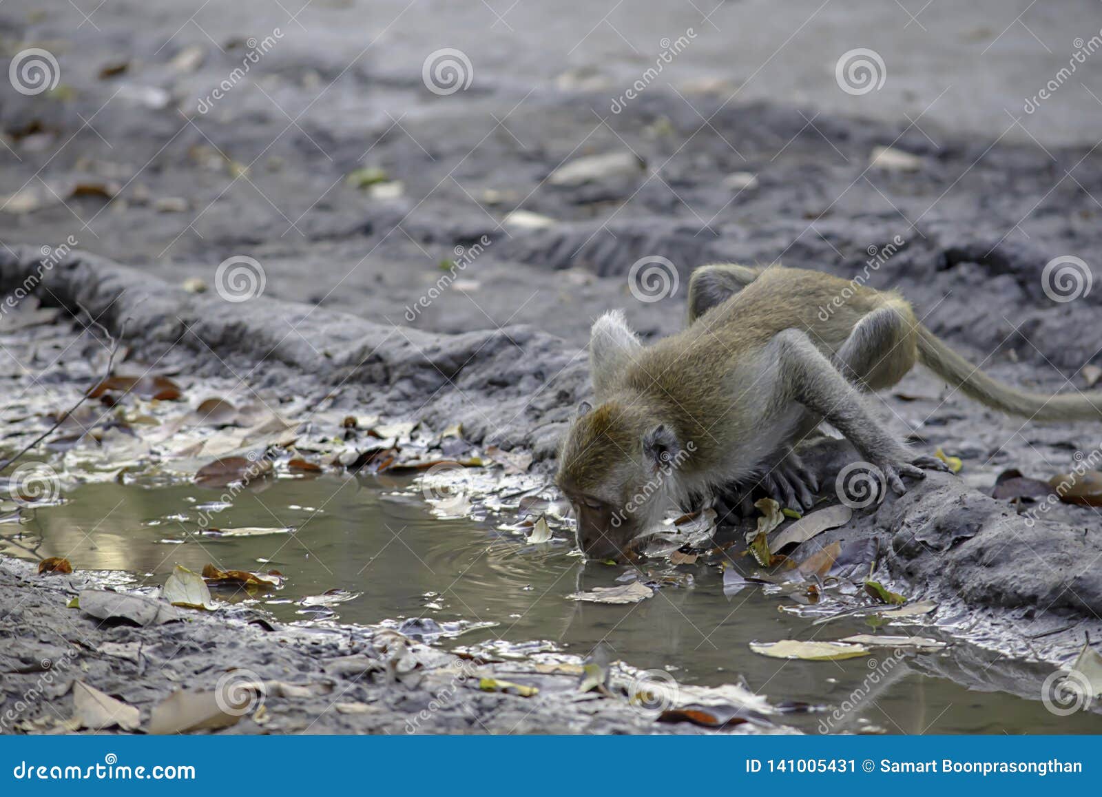 Monkey Drinking Water in Puddles on the Ground Stock Image - Image of ...