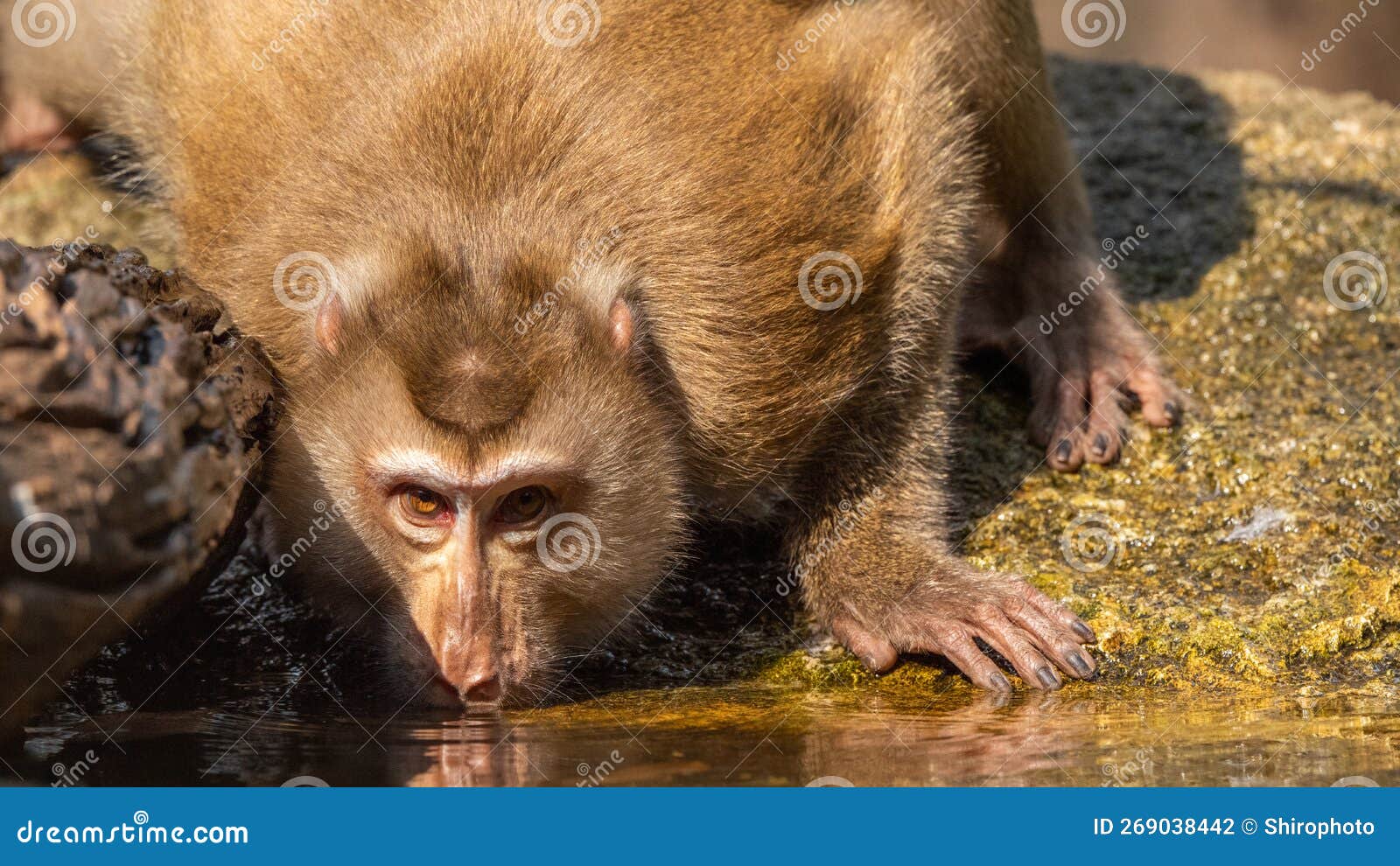Monkey Drinking Water in Puddles on the Ground Stock Photo - Image of ...