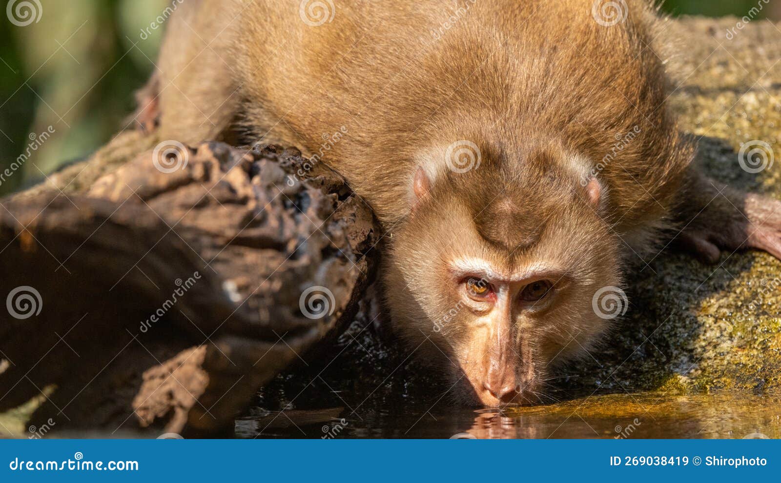 Monkey Drinking Water in Puddles on the Ground Stock Image - Image of ...