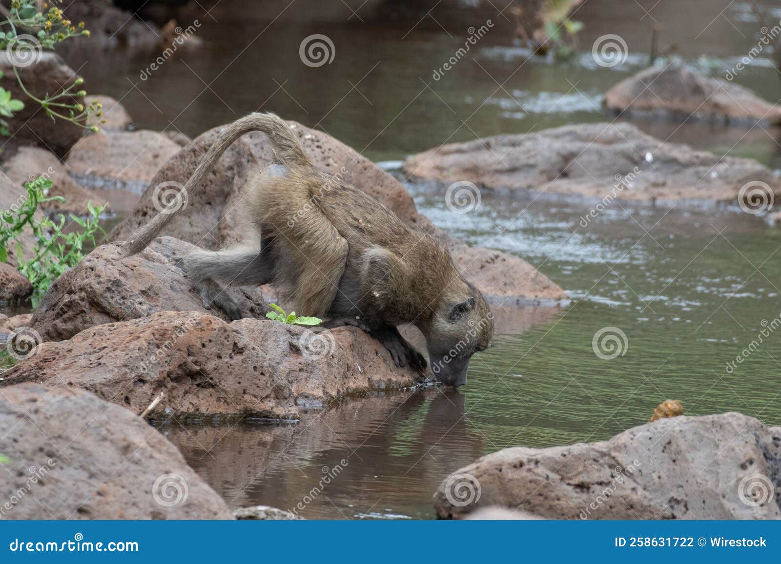 Monkey Drinking Water from a River Stock Photo - Image of mammal, brown ...