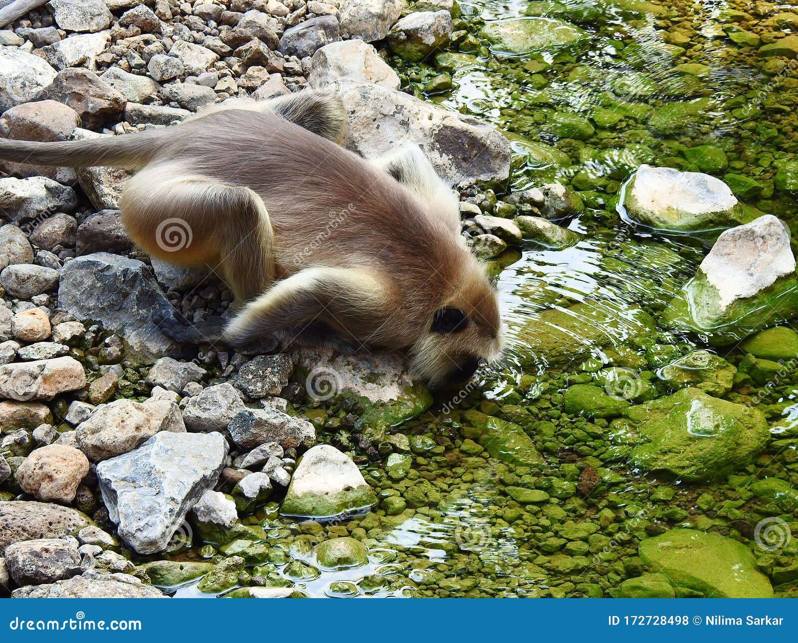 Monkey Drinking Water from Stream India Stock Photo - Image of light ...