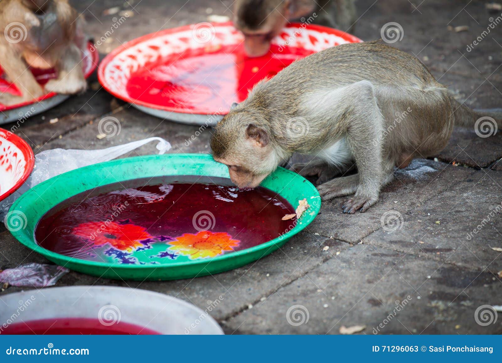 Monkey drinking water stock image. Image of asia, copyspace - 71296063