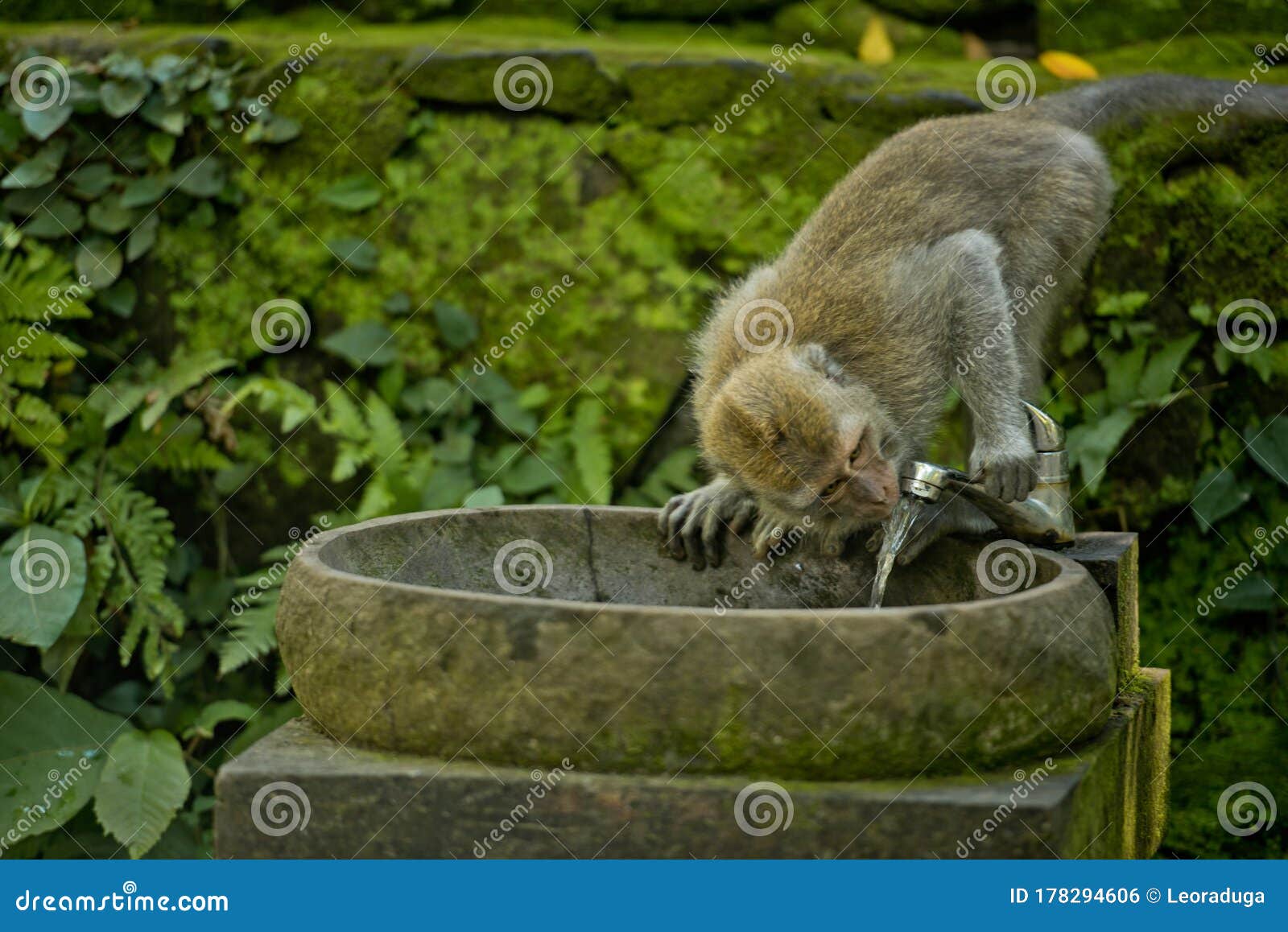 Monkey Drinking Water from the Tap. Stock Photo - Image of wild, tree ...