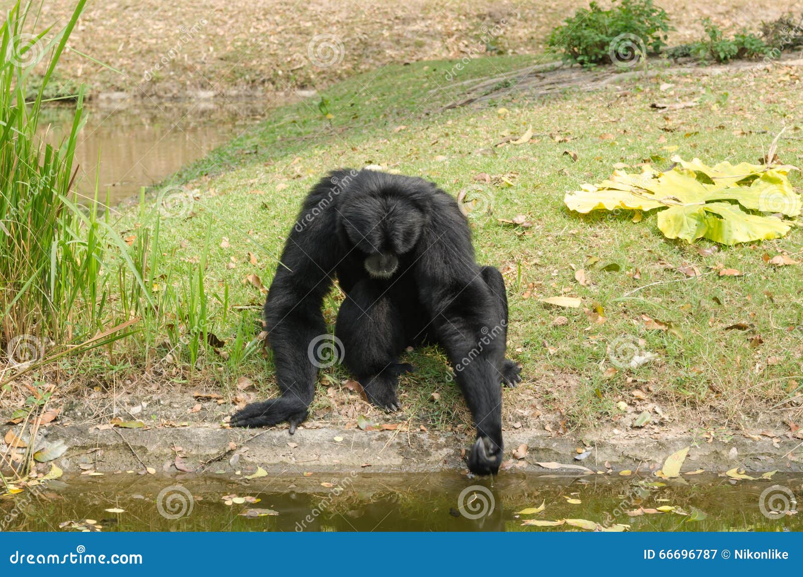 Monkey drinking water. stock image. Image of outdoors - 66696787