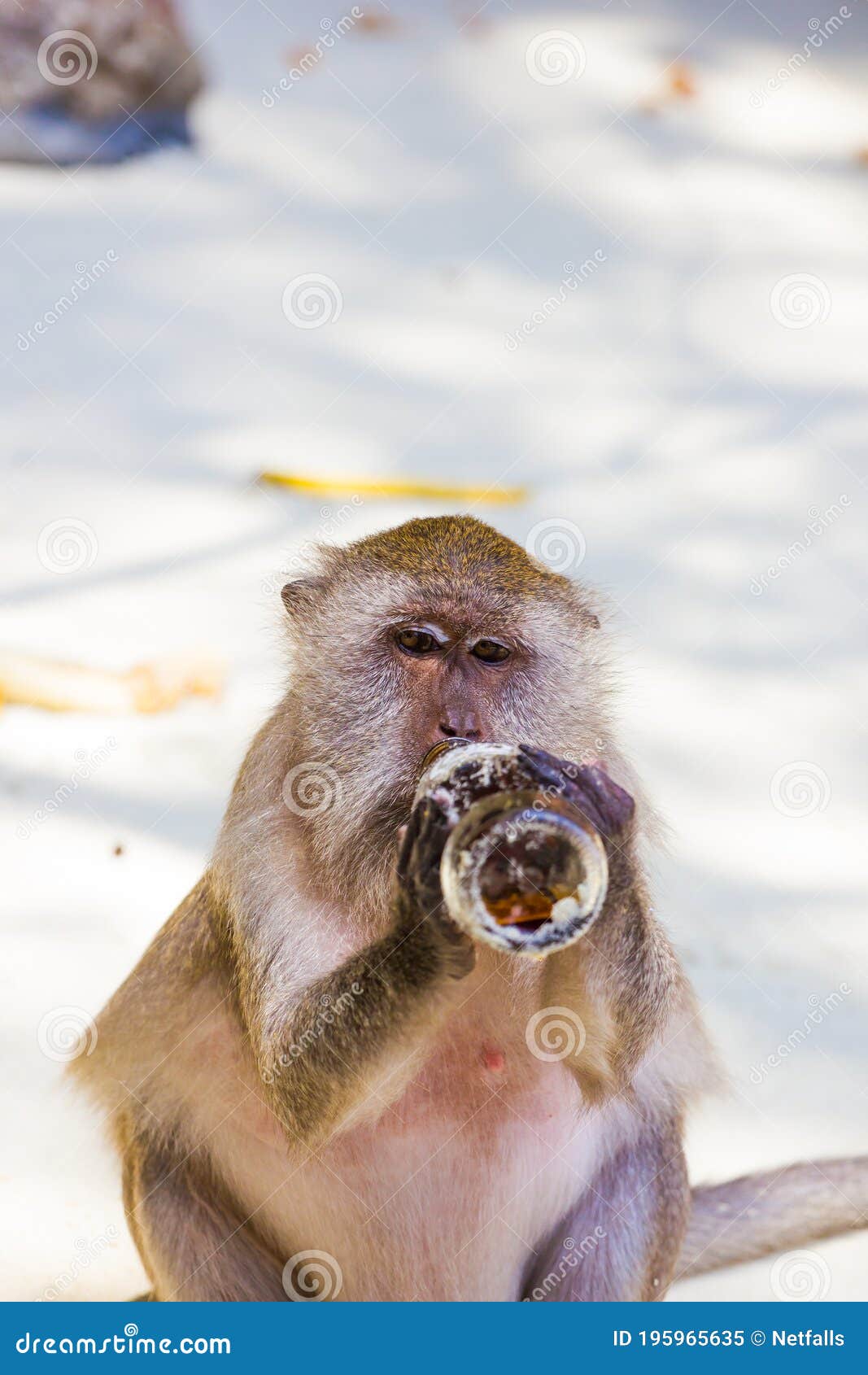 Monkey Drinks Coca COla on the Beach in Thailand Stock Image - Image of ...