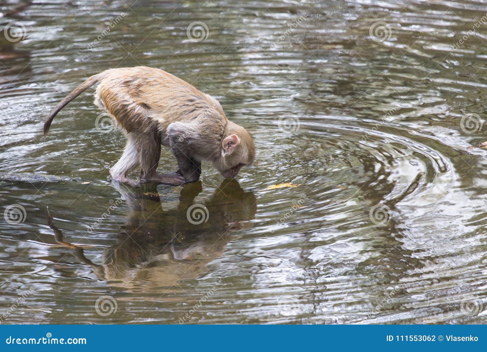 The monkey drinks water stock photo. Image of india - 111553062