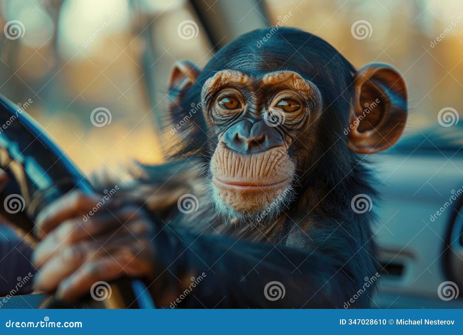 Monkey Driver Driving a Car Stock Photo - Image of travel, drivers ...
