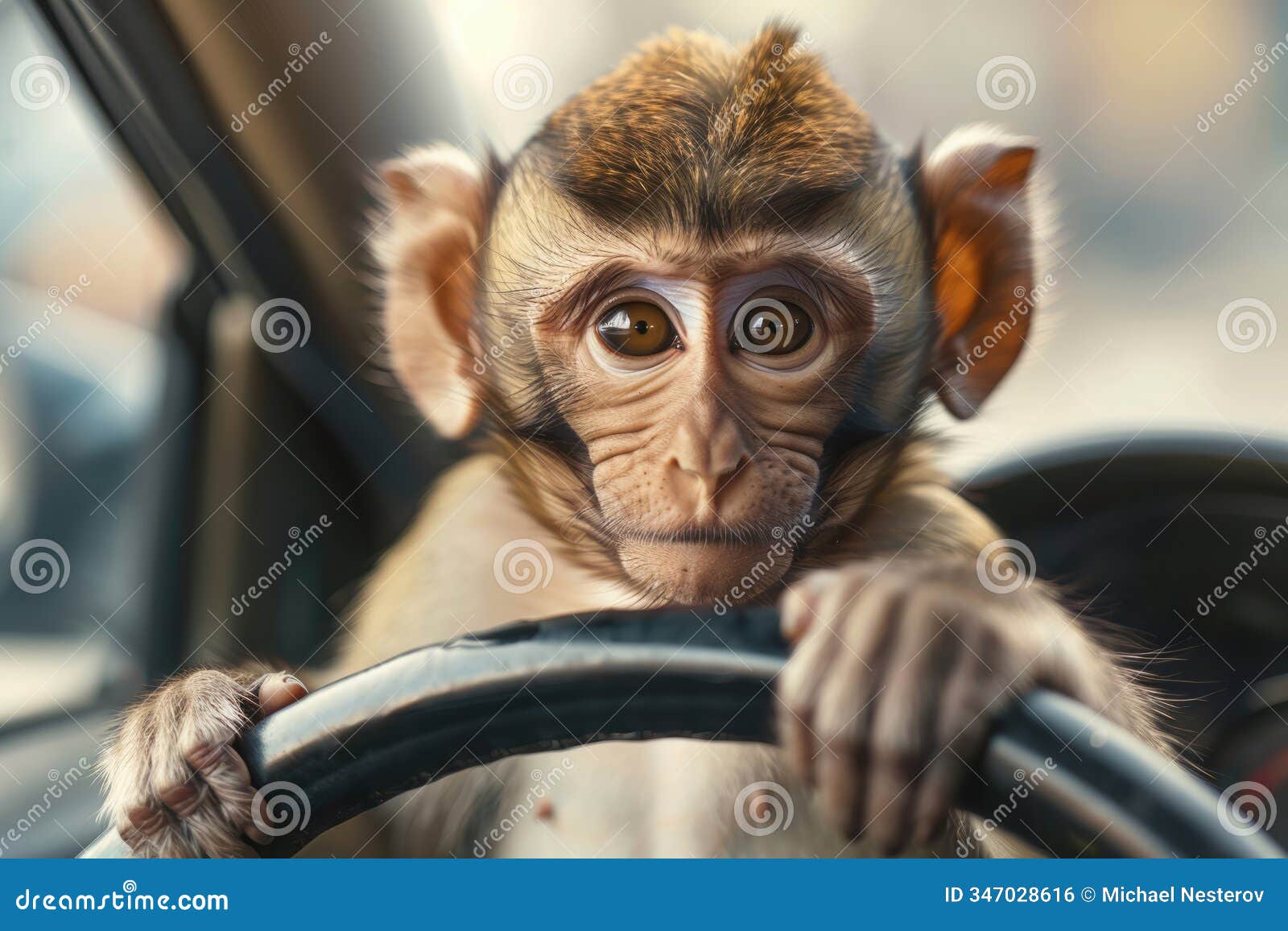 Monkey Driver Driving a Car Stock Photo - Image of fast, tire: 347028616