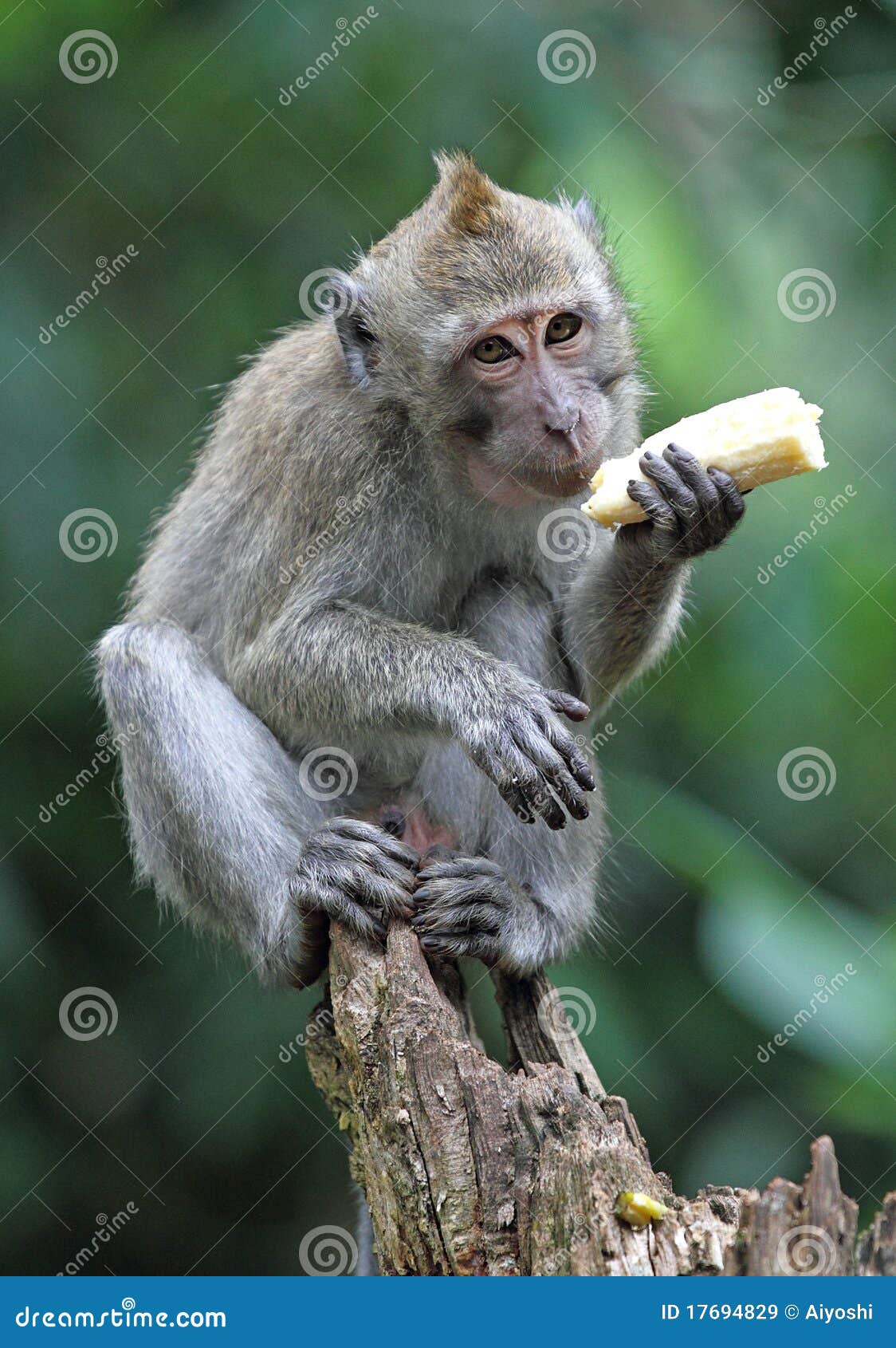 Monkey eat banana stock image. Image of banana, trunk - 17694829