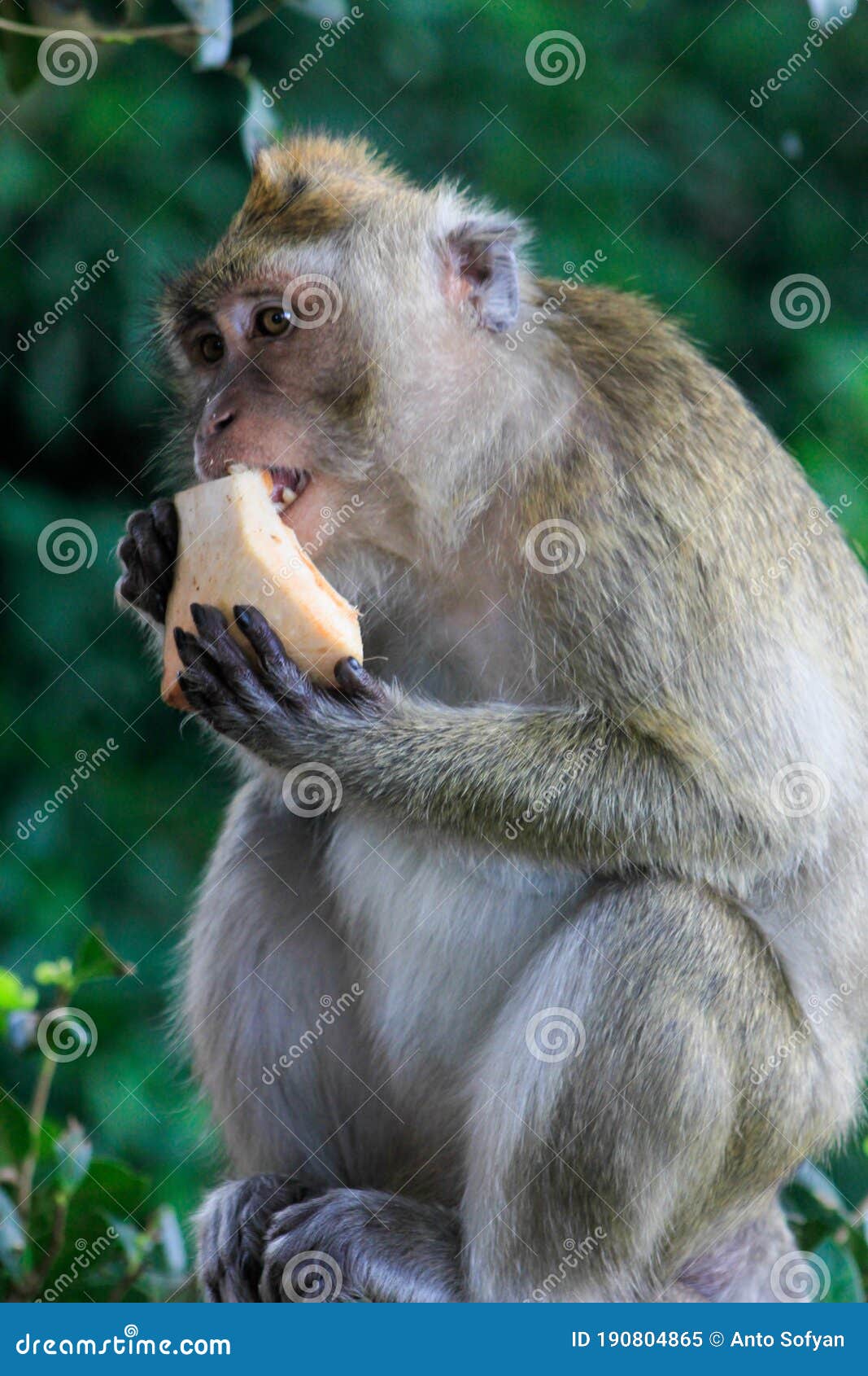 Monkey eat coconut stock image. Image of monkey, jungle - 190804865