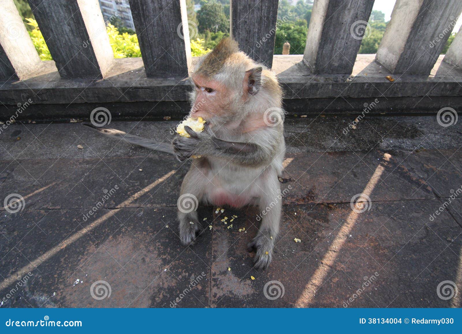 Monkey eat corn stock photo. Image of biped, jungle, thai - 38134004