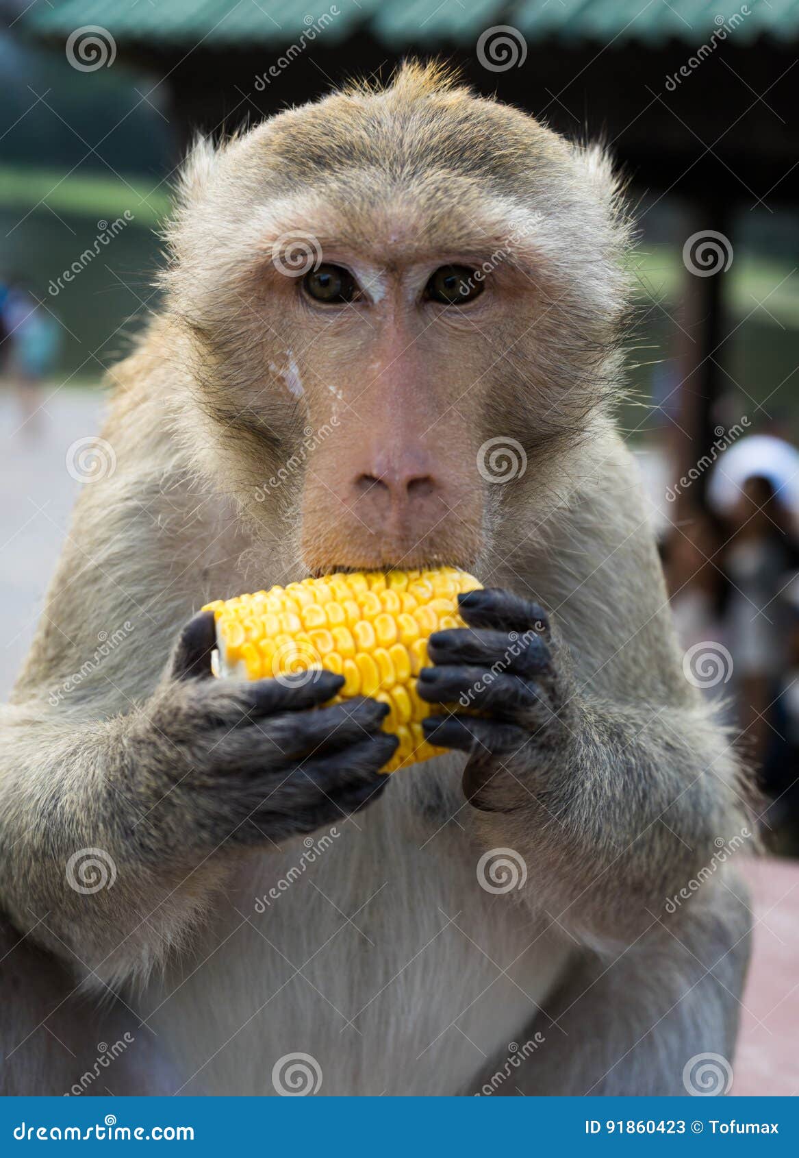Monkey eat corn stock image. Image of food, nature, brown - 91860423