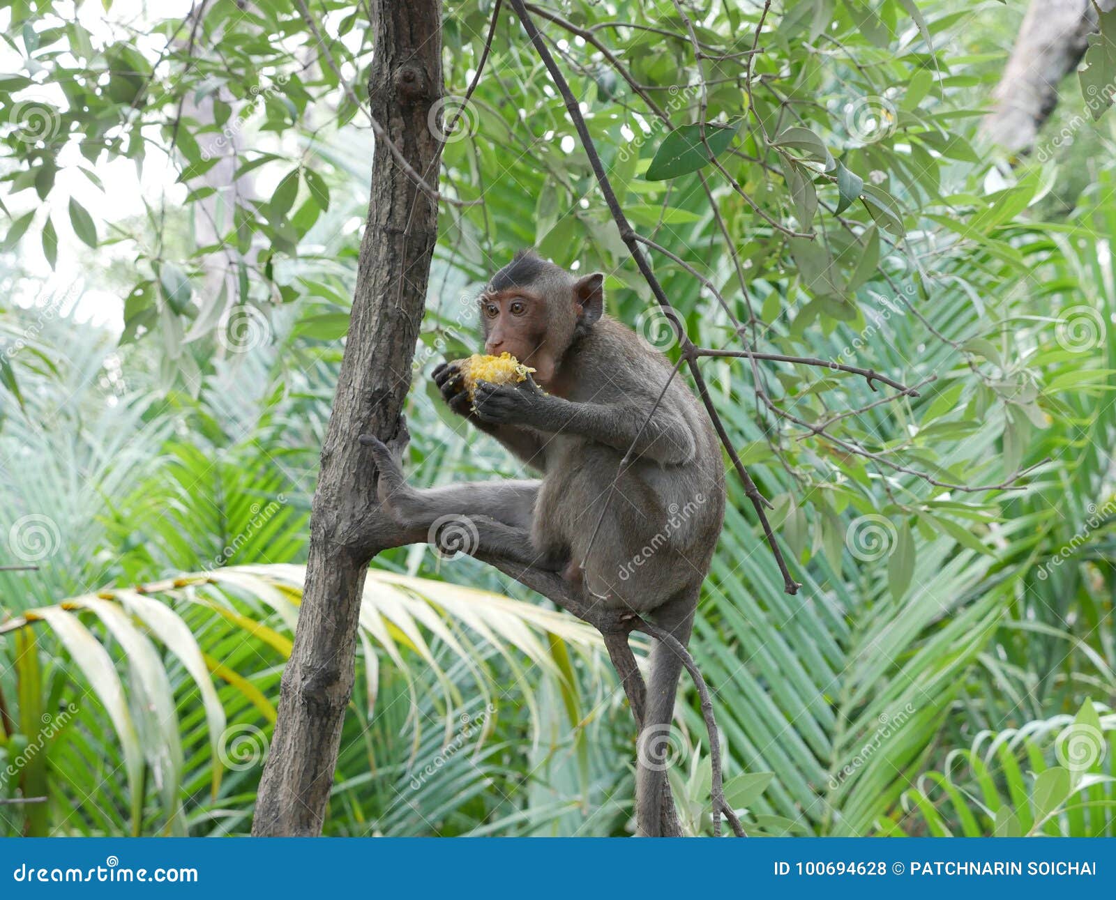 Monkey eat corn Thailand stock photo. Image of natural - 100694628