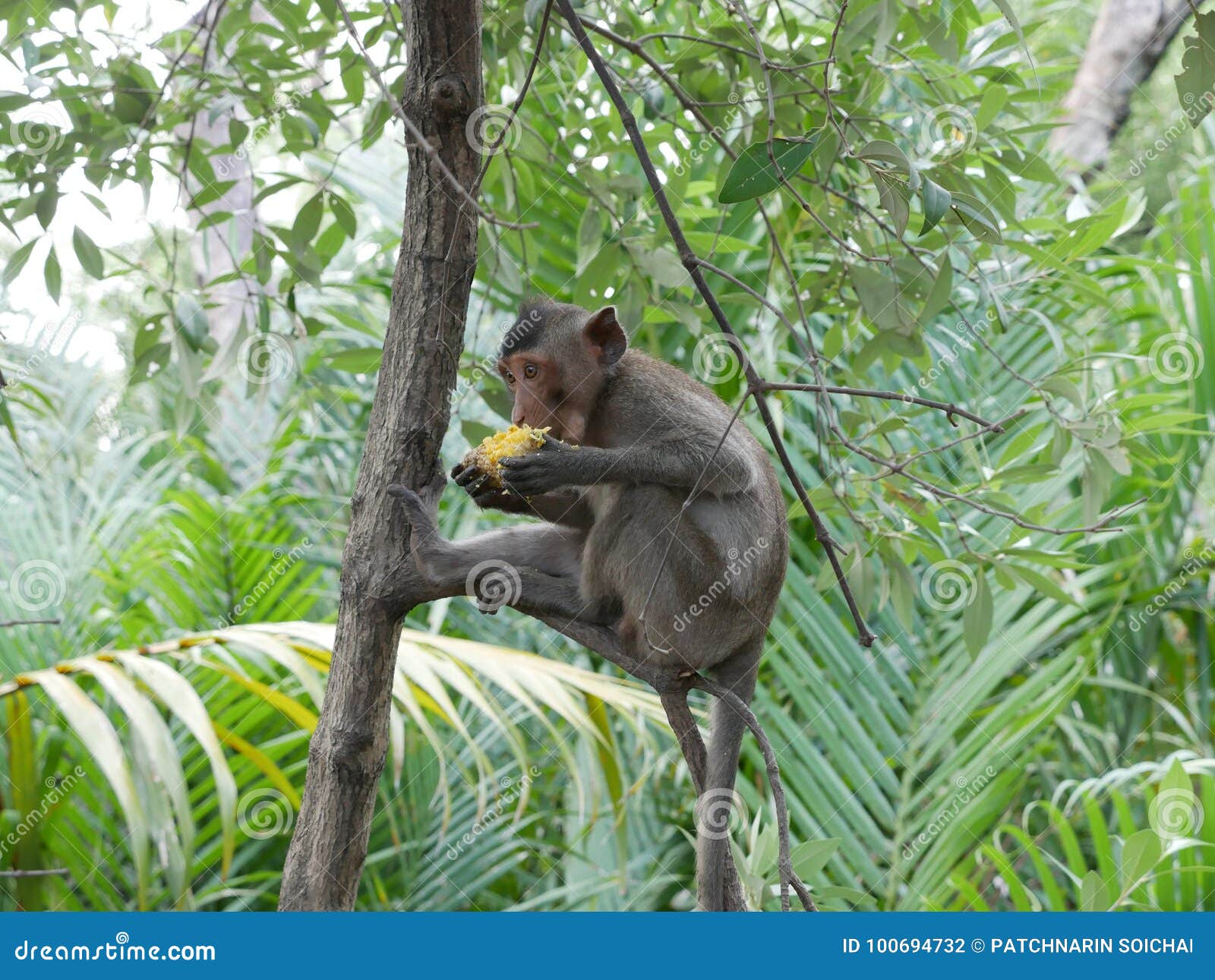 Monkey eat corn Thailand stock photo. Image of tree - 100694732
