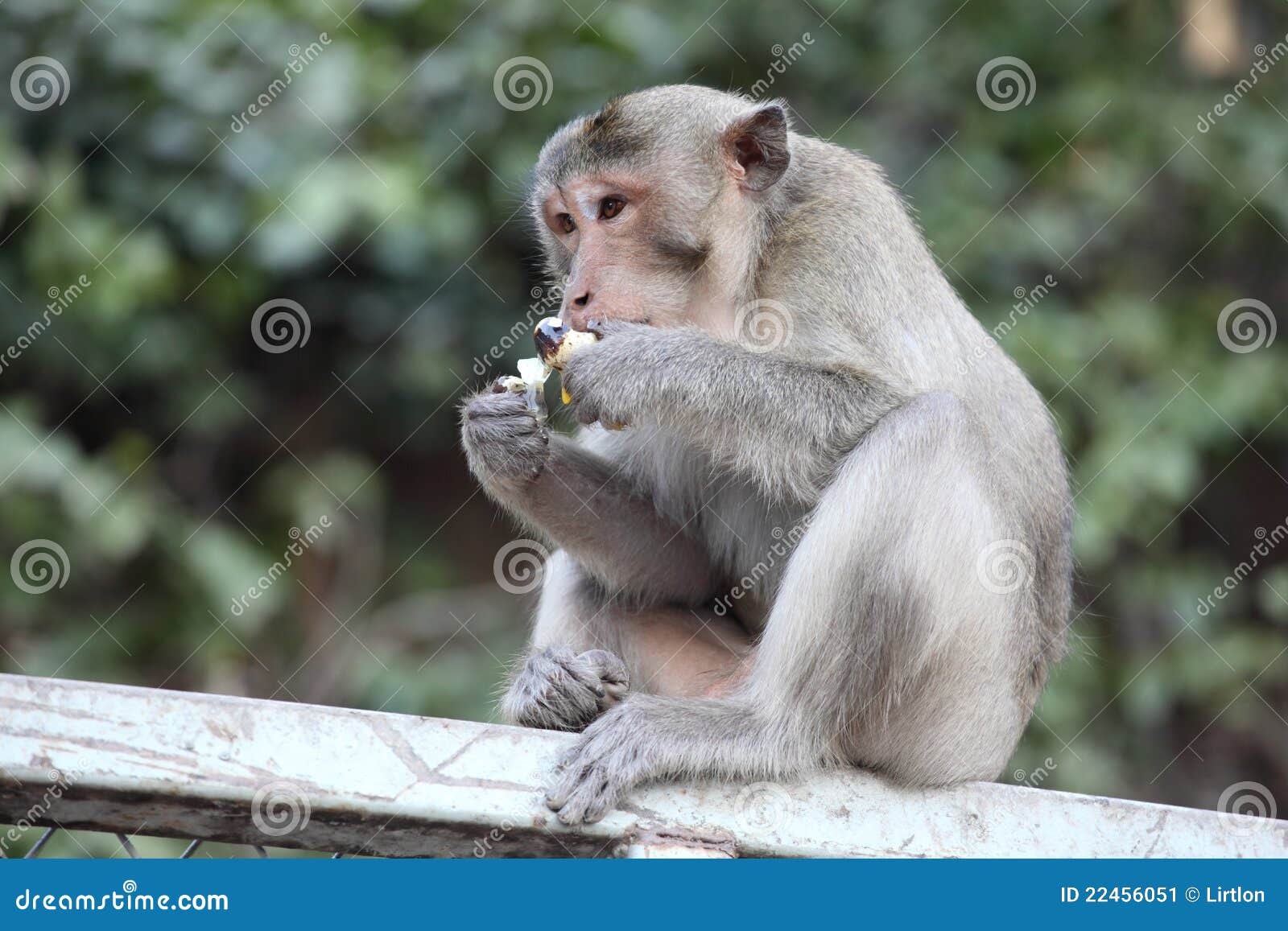 A monkey eat egg. stock image. Image of animal, rhesus - 22456051