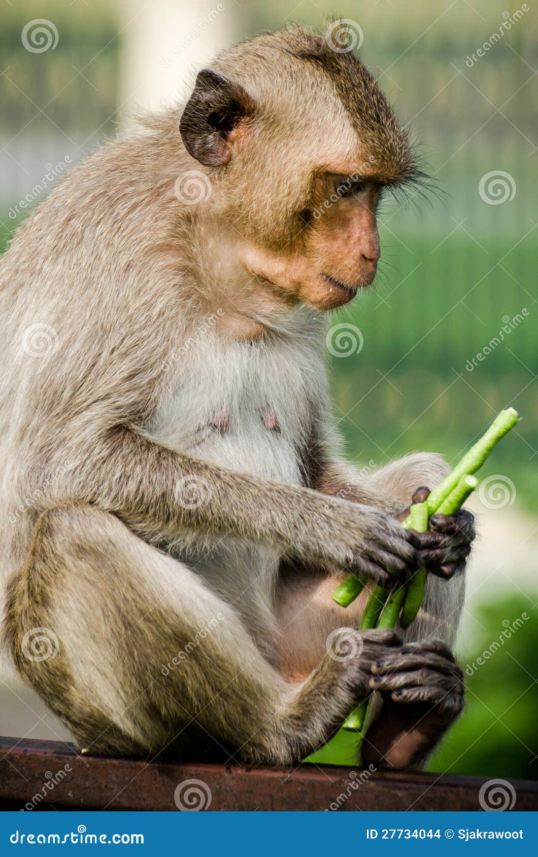 Monkey eat food stock photo. Image of fauna, endangered - 27734044