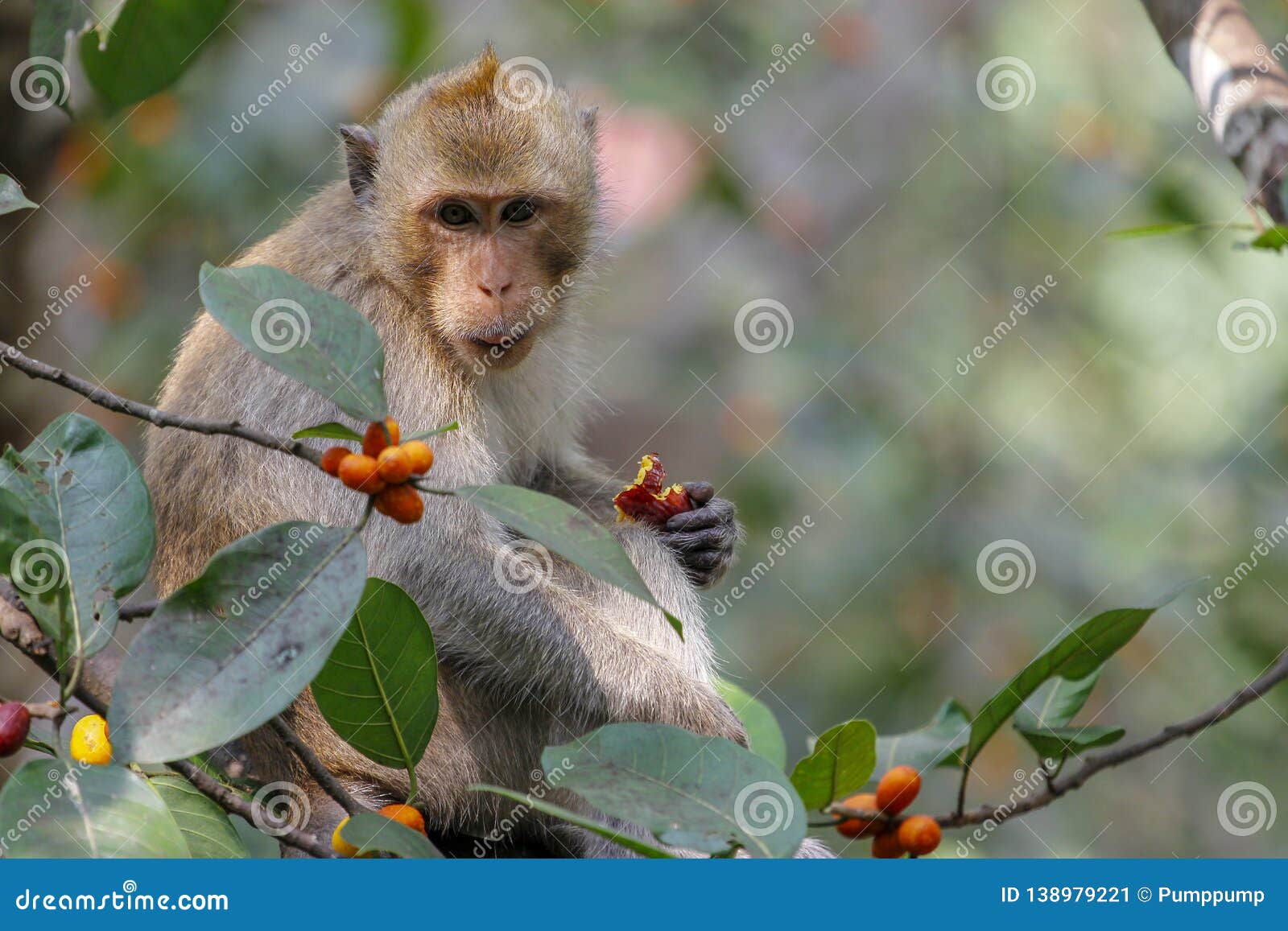 Monkey Eat Food Stock Images - Download 3,045 Royalty Free Photos